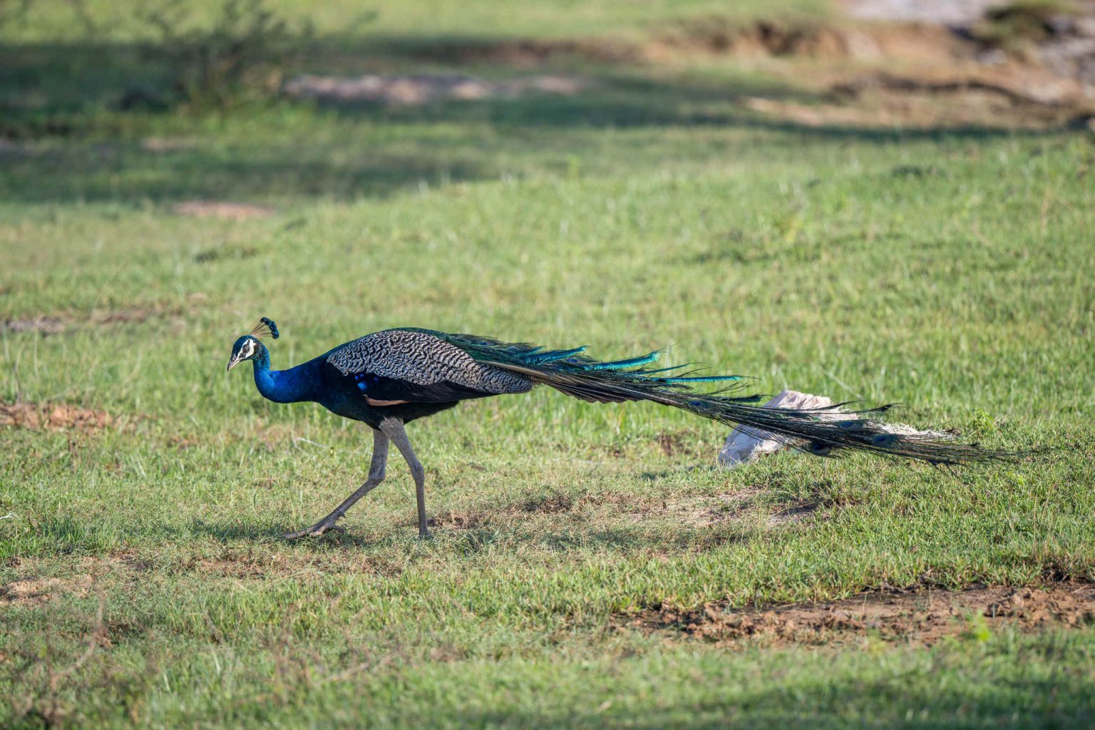 Species Spotlight: Indian Peafowl - 10,000 Birds