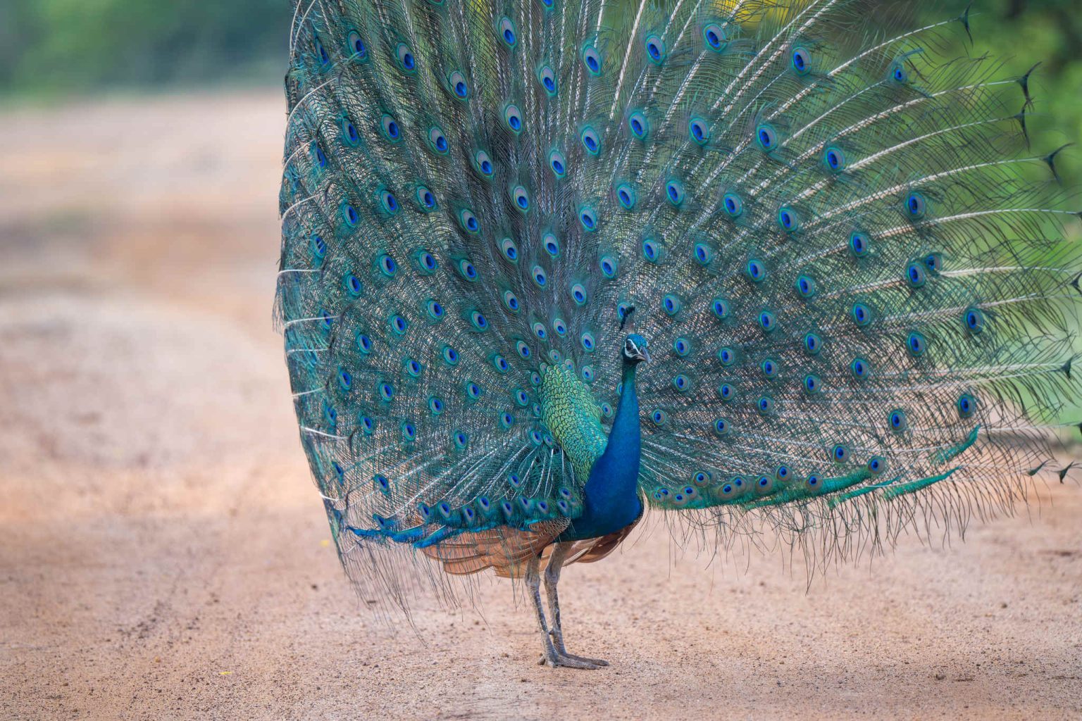 Species Spotlight: Indian Peafowl - 10,000 Birds