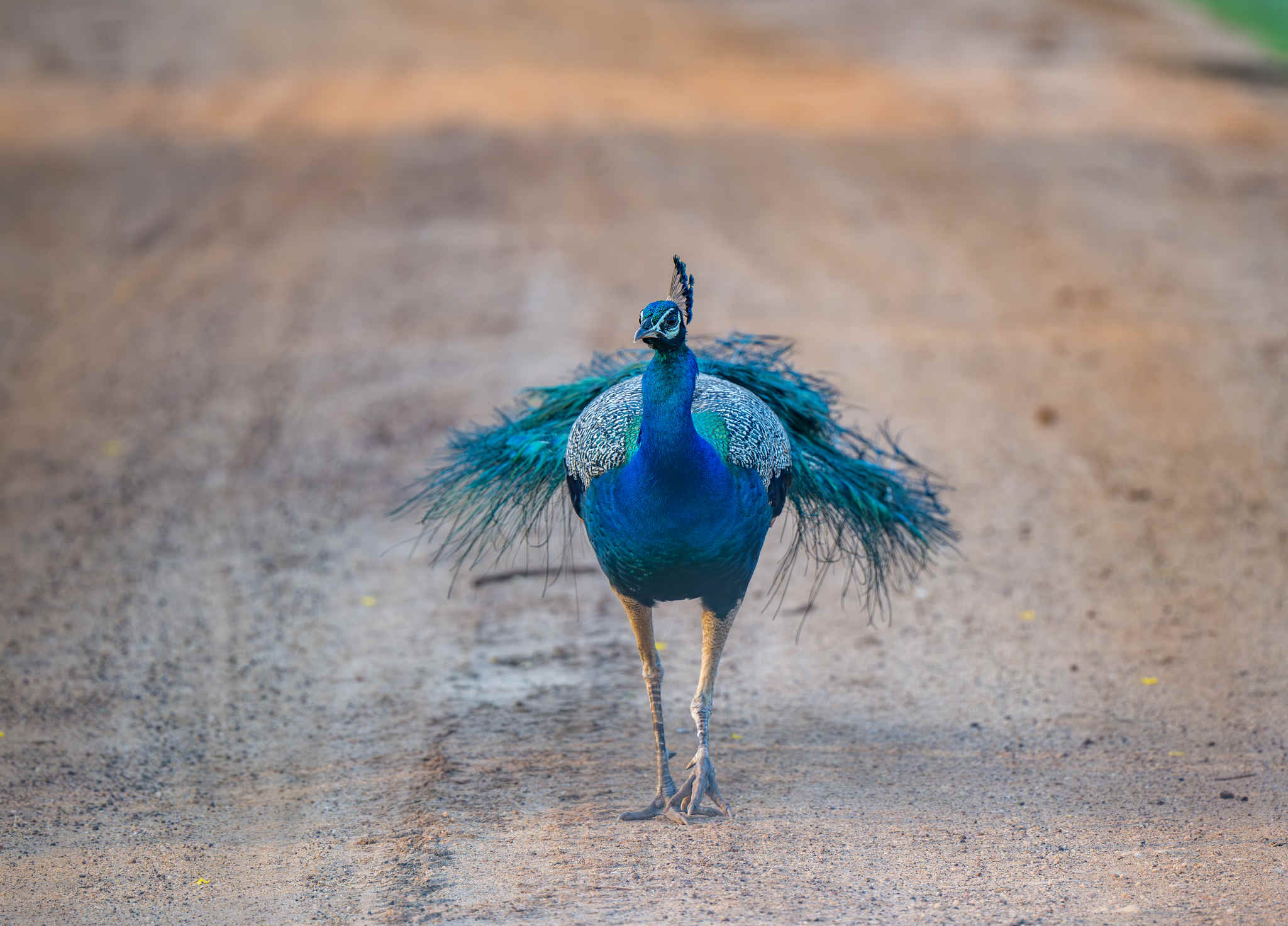 Species Spotlight: Indian Peafowl - 10,000 Birds
