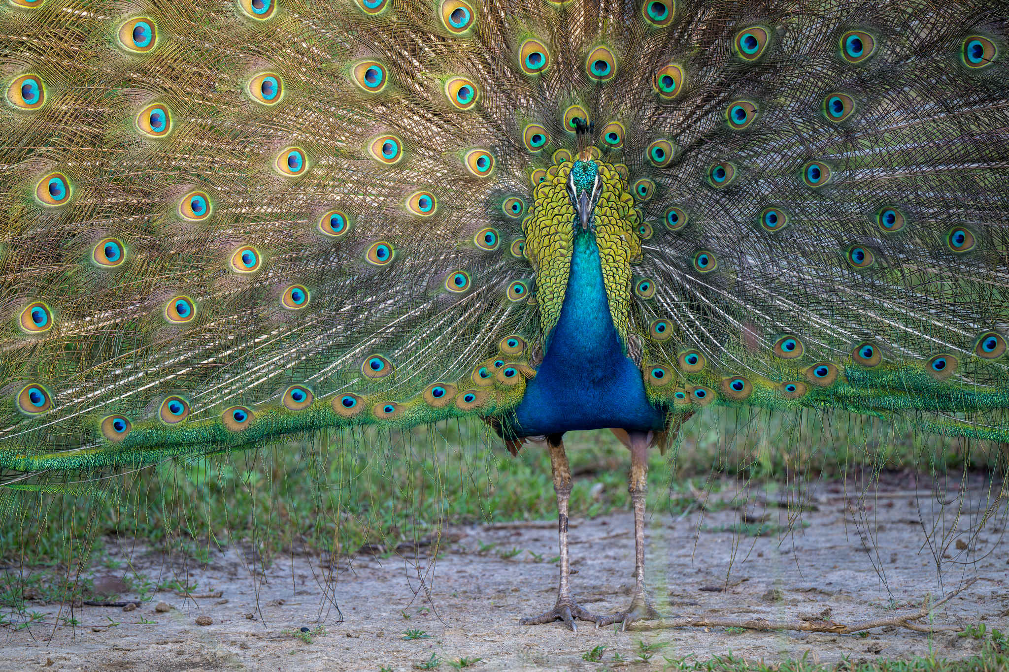 Species Spotlight: Indian Peafowl - 10,000 Birds