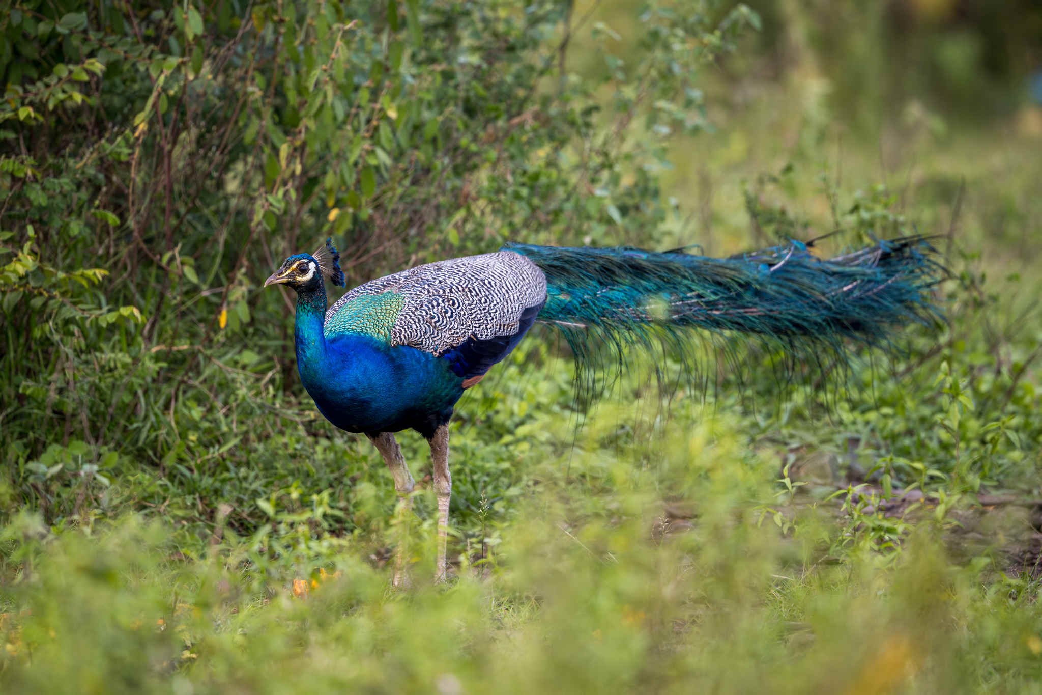Species Spotlight: Indian Peafowl - 10,000 Birds