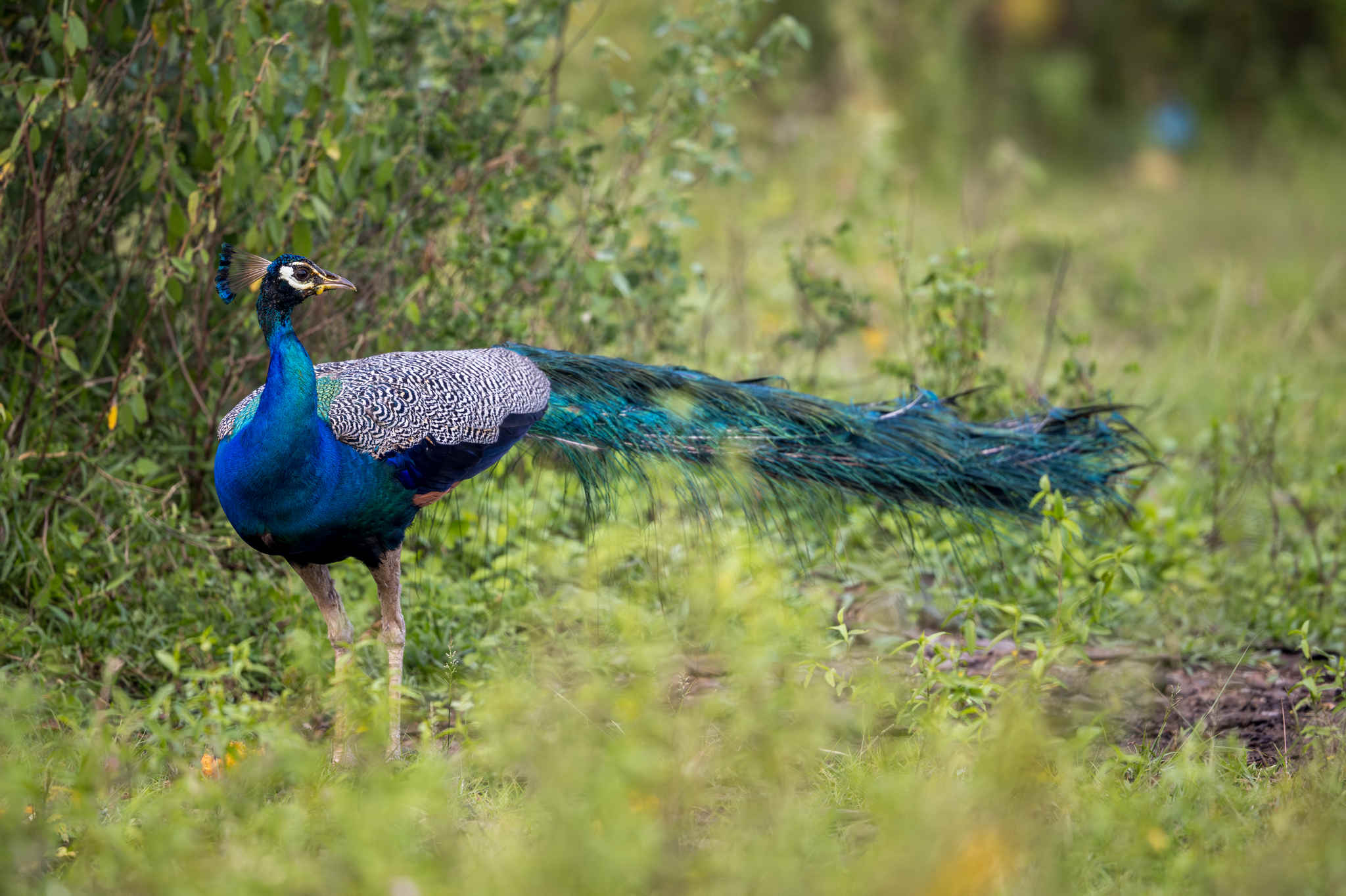 Species Spotlight: Indian Peafowl - 10,000 Birds