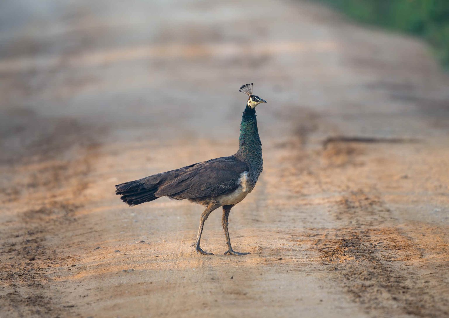 Species Spotlight: Indian Peafowl - 10,000 Birds