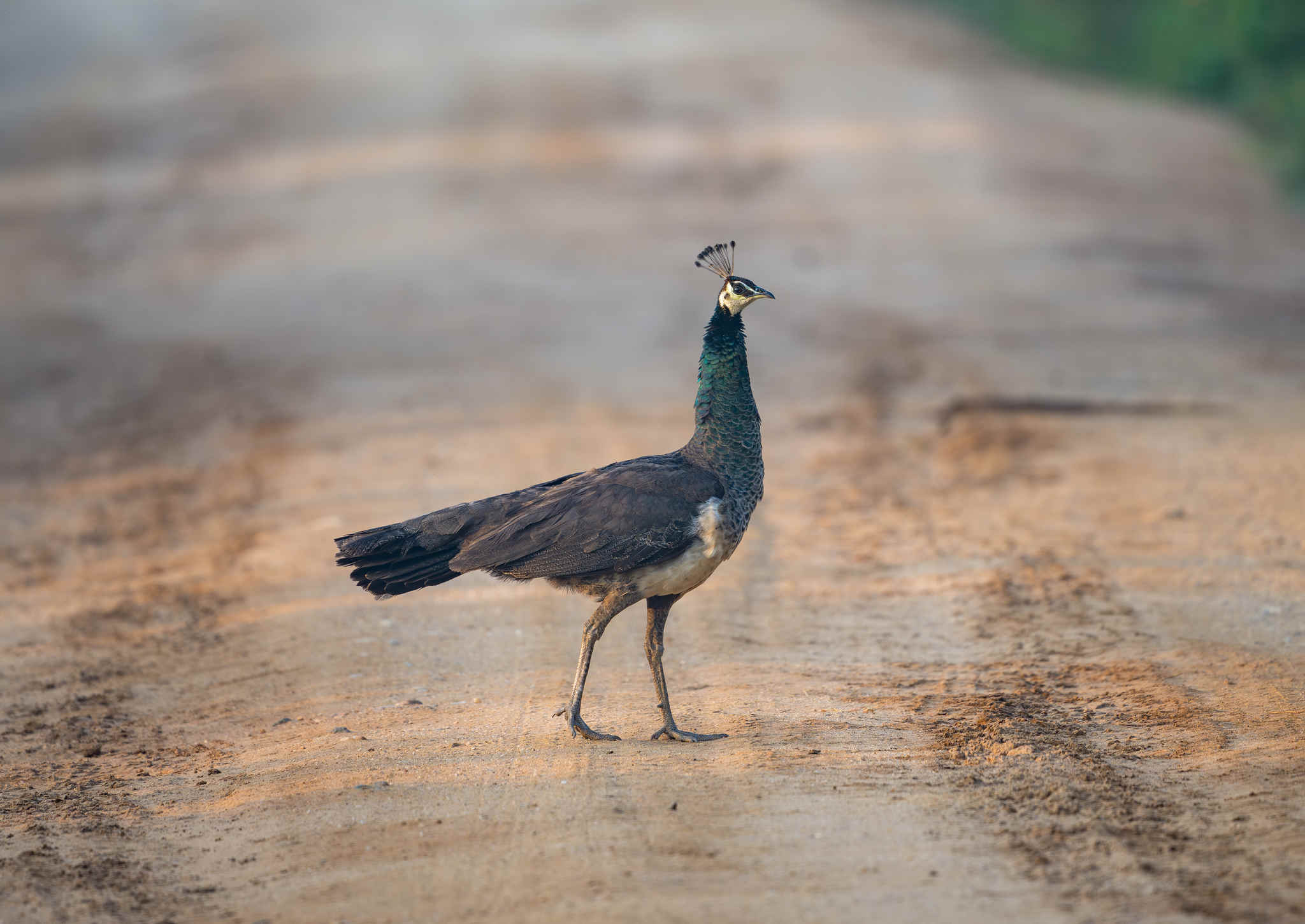 Species Spotlight: Indian Peafowl - 10,000 Birds