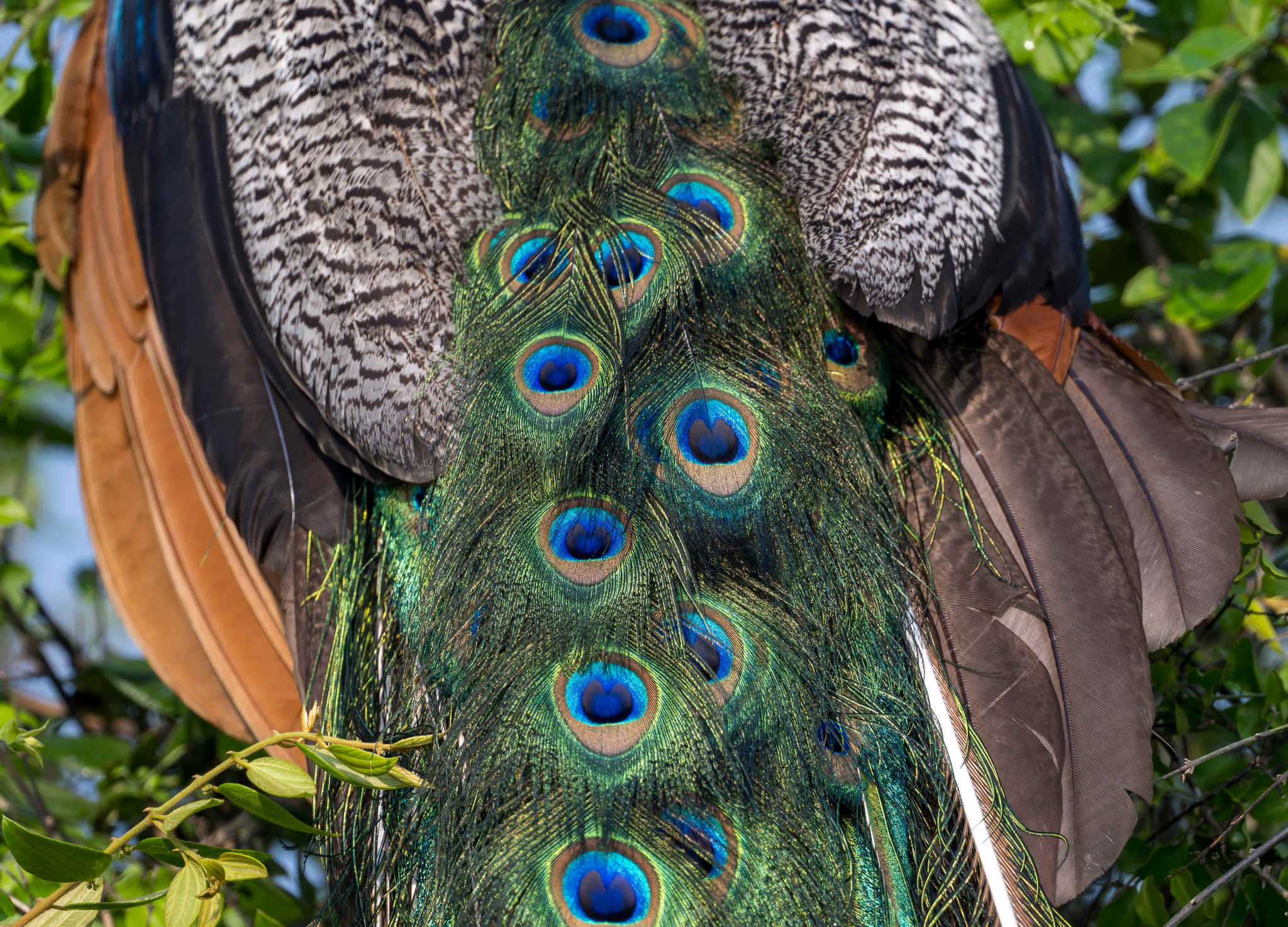 Species Spotlight: Indian Peafowl - 10,000 Birds