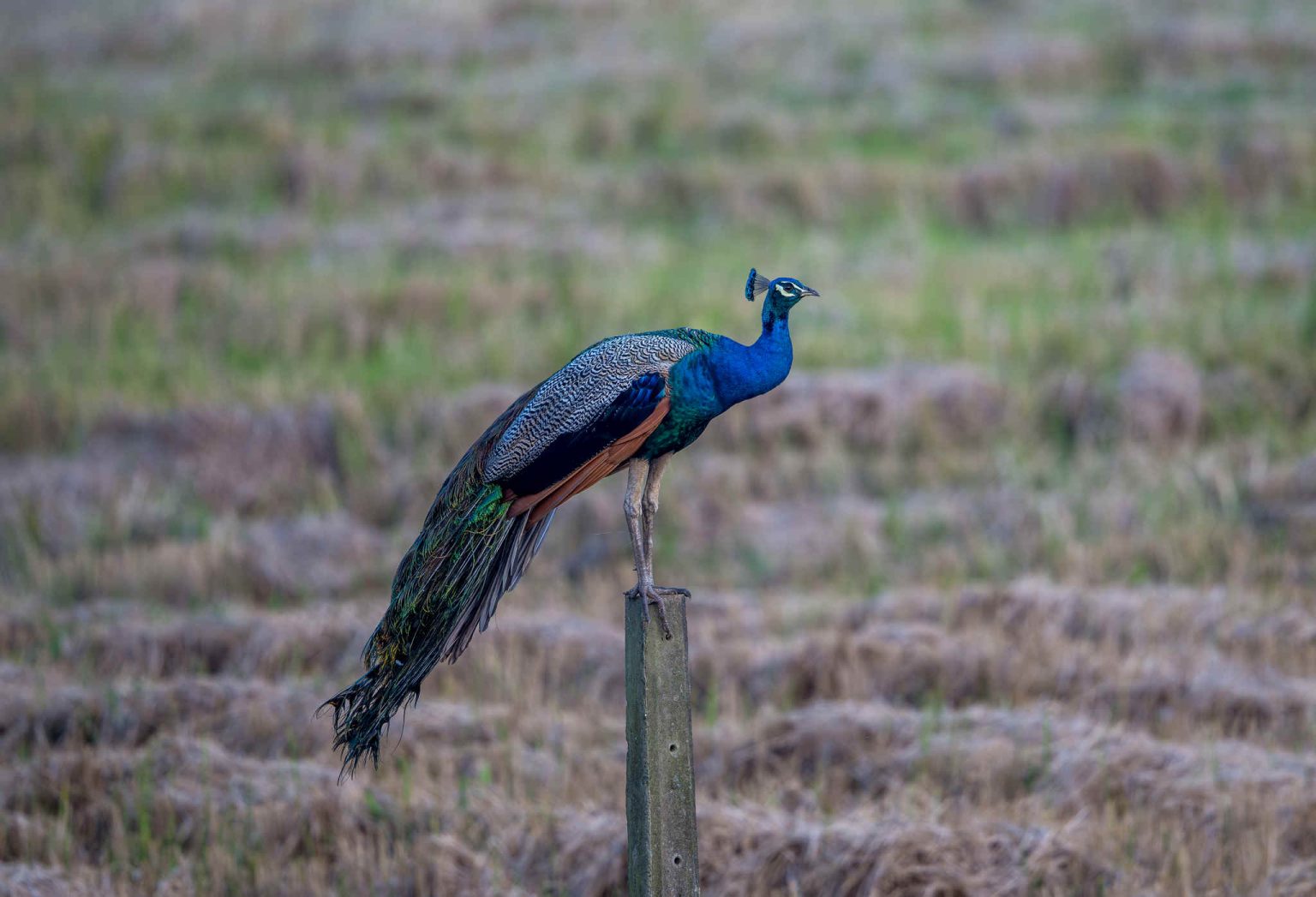 Species Spotlight: Indian Peafowl - 10,000 Birds