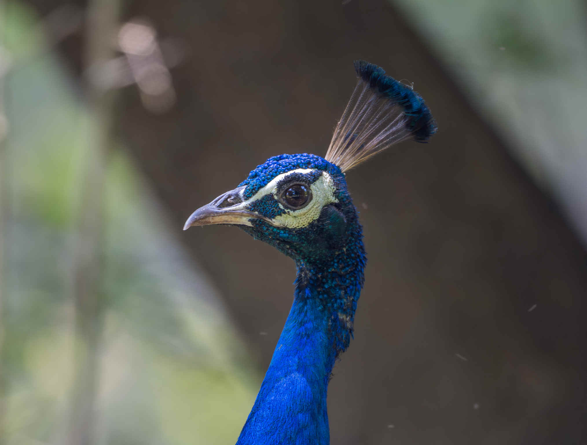 Species Spotlight: Indian Peafowl - 10,000 Birds