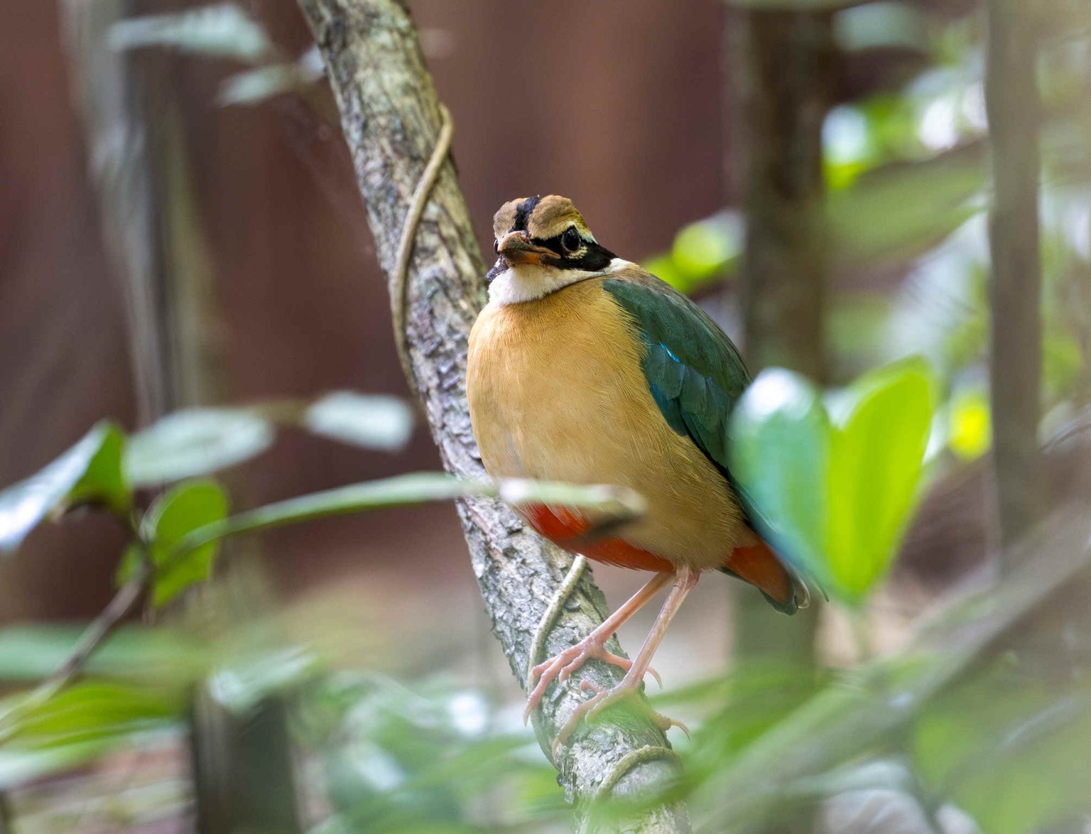 Forest Birding around Sigiriya, Sri Lanka - 10,000 Birds