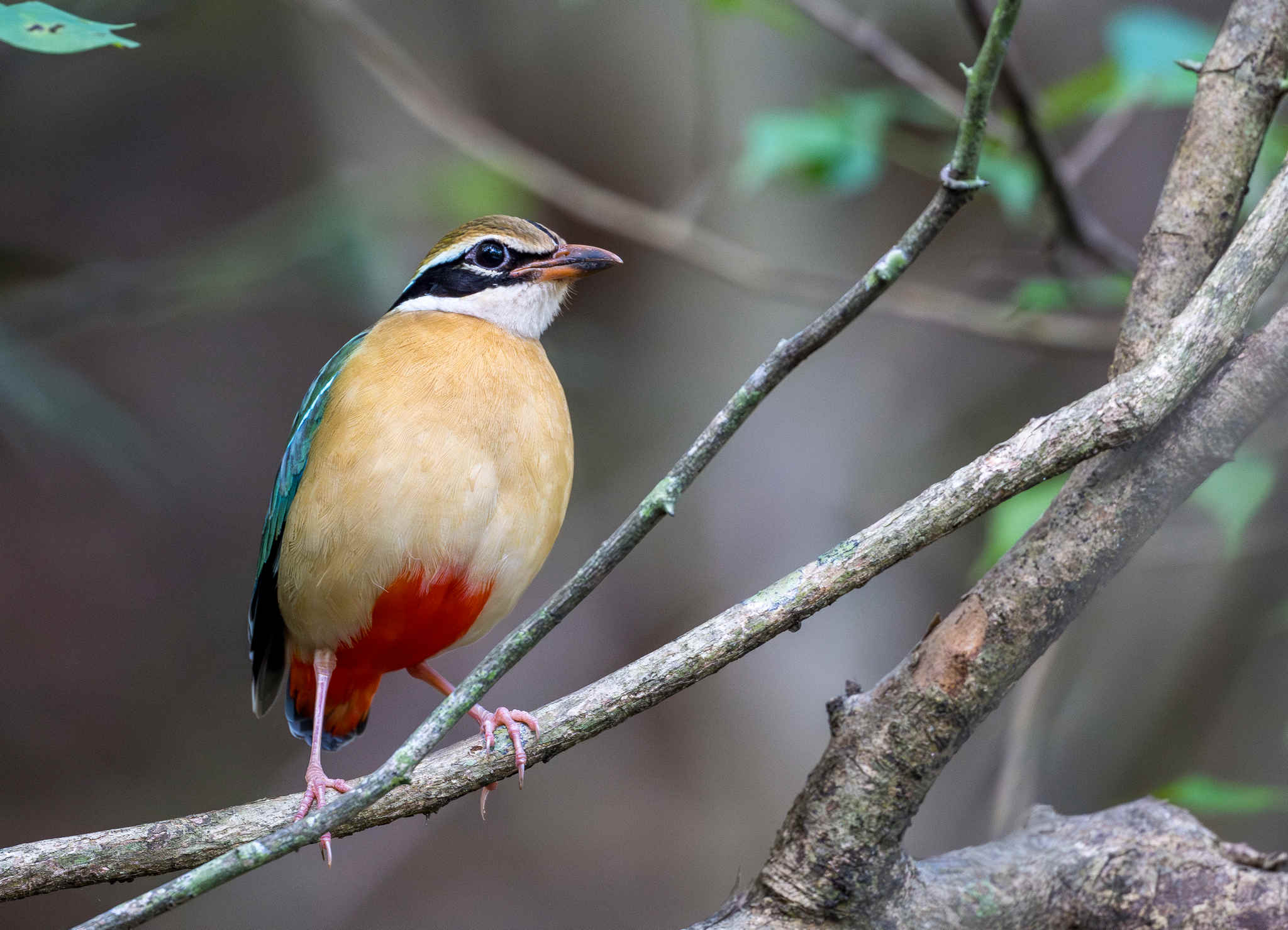 Forest Birding around Sigiriya, Sri Lanka - 10,000 Birds