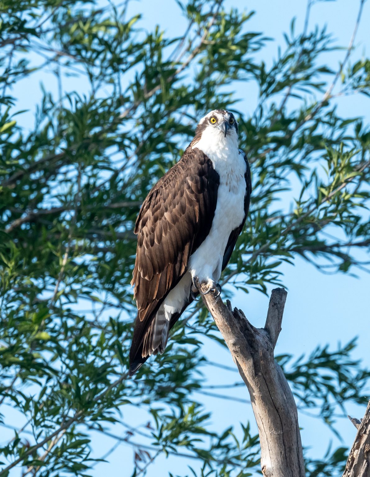 Springtime in the RGV - 10,000 Birds