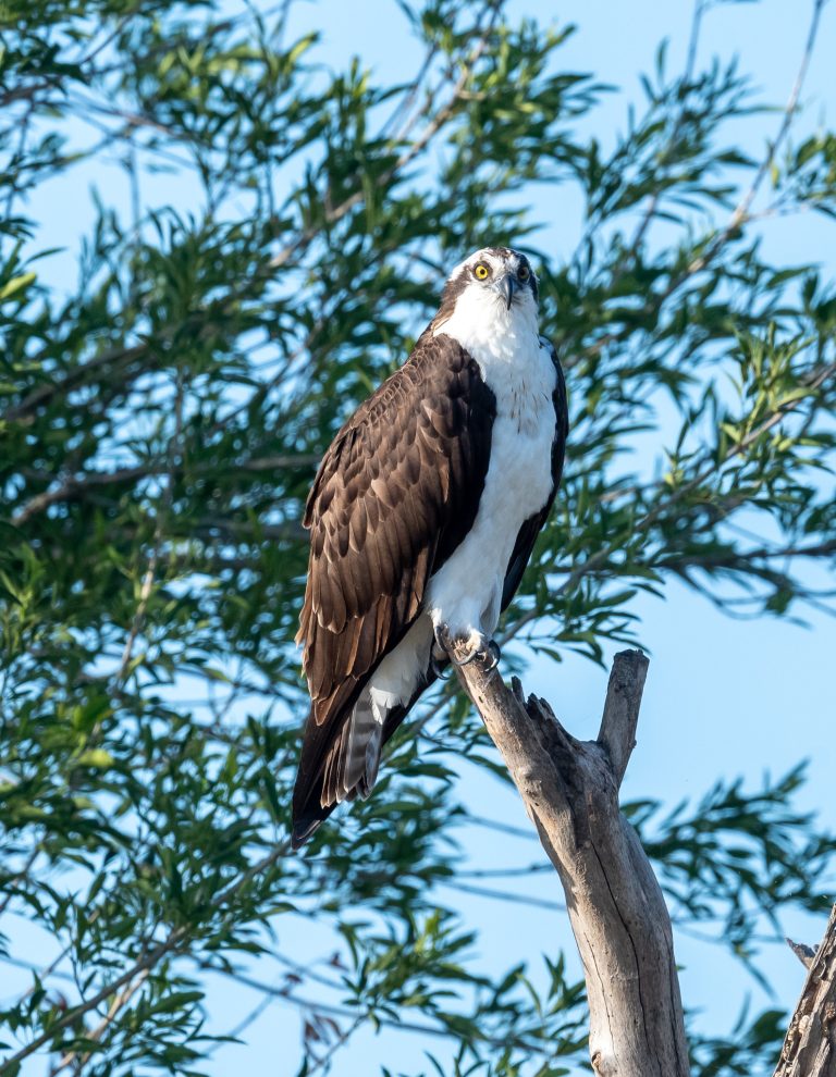 Springtime in the RGV - 10,000 Birds