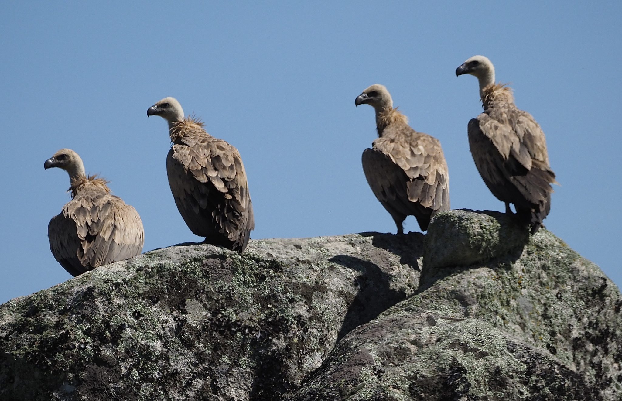 Extremadura - Spain’s wild west - 10,000 Birds