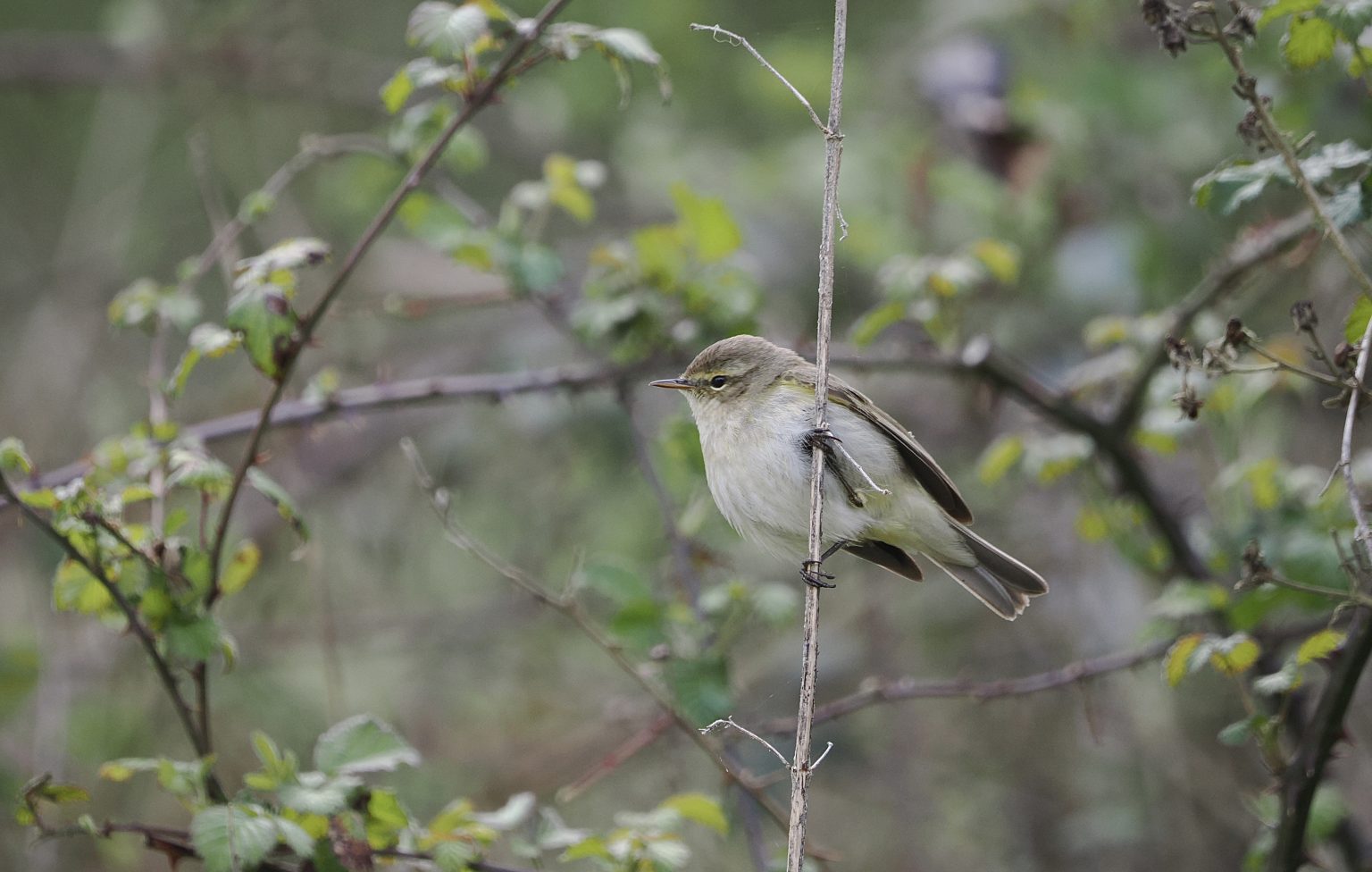 The time of the Cuckoo - 10,000 Birds