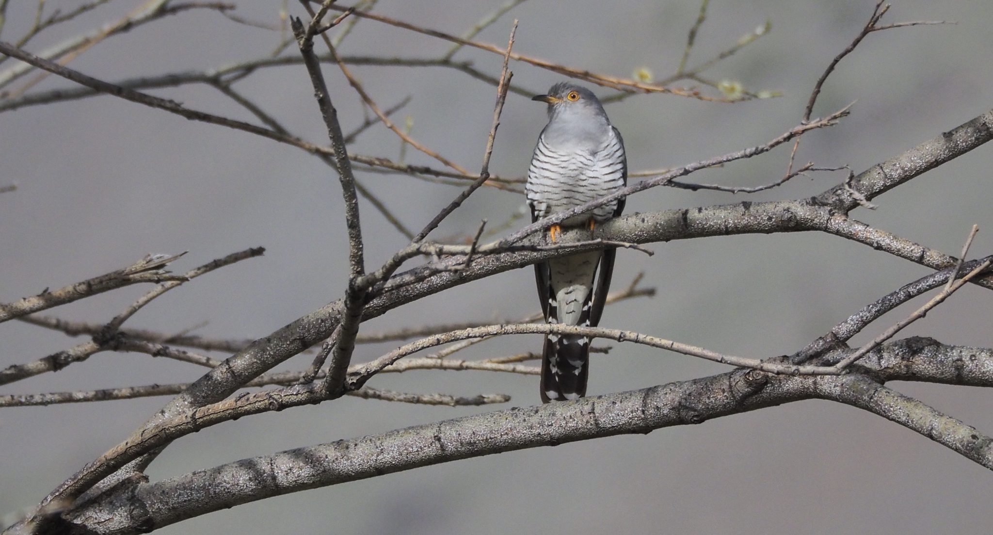 The time of the Cuckoo - 10,000 Birds