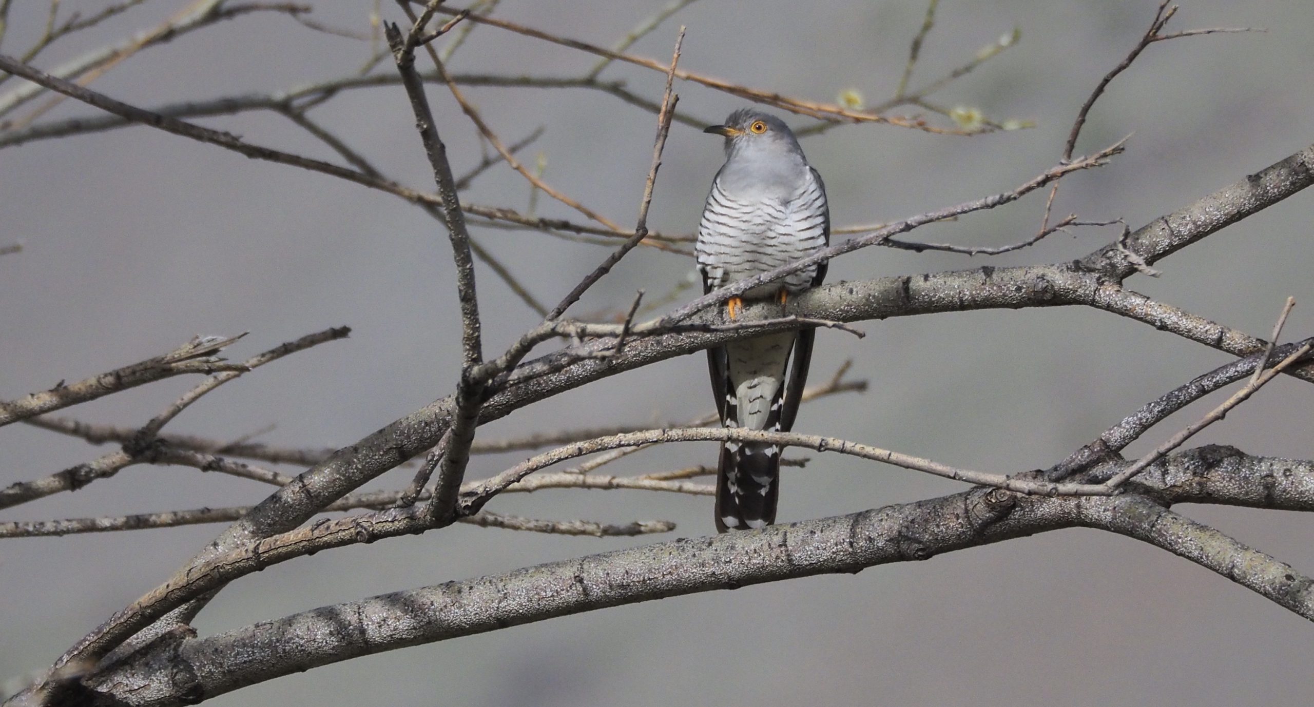 The time of the Cuckoo - 10,000 Birds