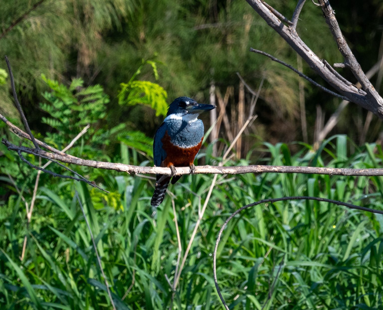 Springtime in the RGV - 10,000 Birds