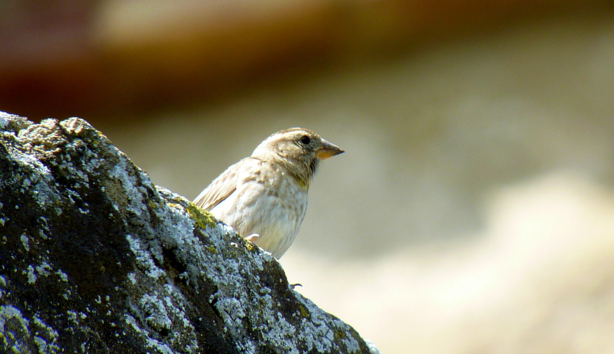In search of the Citril Finch - 10,000 Birds