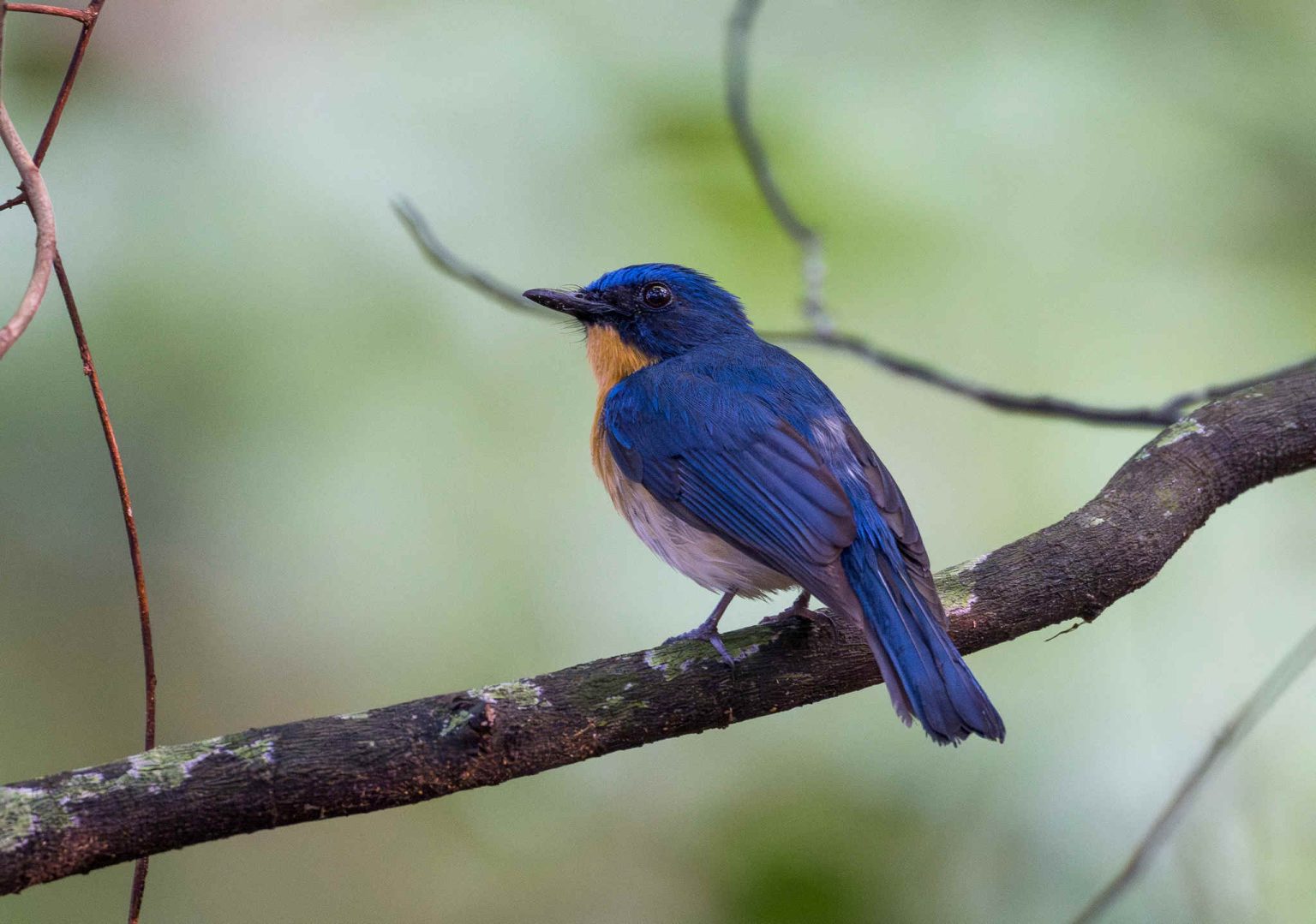 Forest Birding around Sigiriya, Sri Lanka - 10,000 Birds