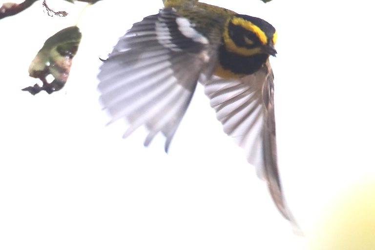 Townsend’s Warblers - 10,000 Birds