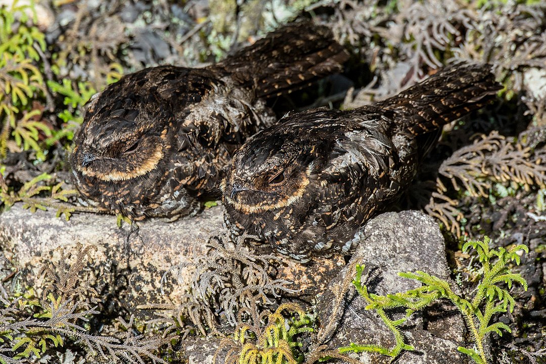 8 Very Frightening Bird Names - 10,000 Birds