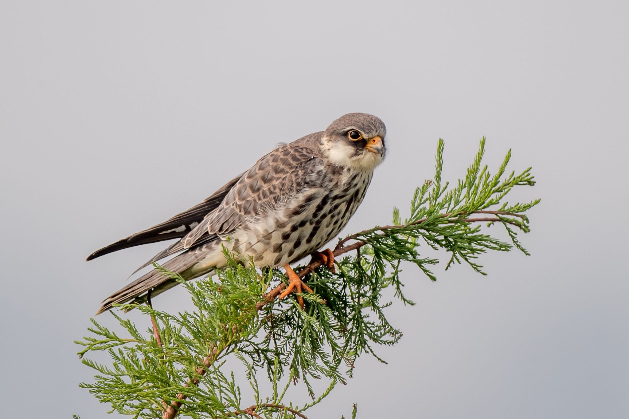 Species Spotlight: Amur Falcon - 10,000 Birds