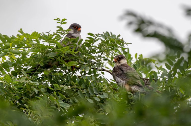 Species Spotlight: Amur Falcon - 10,000 Birds