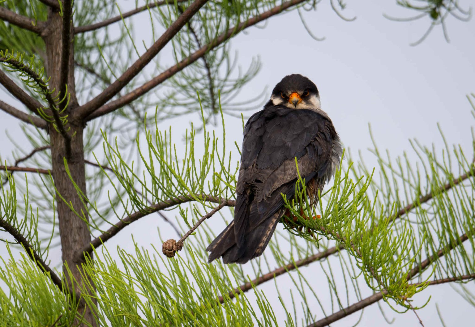 Species Spotlight: Amur Falcon - 10,000 Birds