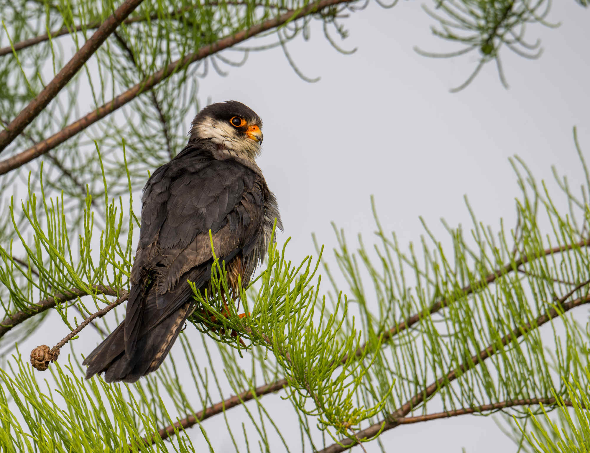 Species Spotlight: Amur Falcon - 10,000 Birds