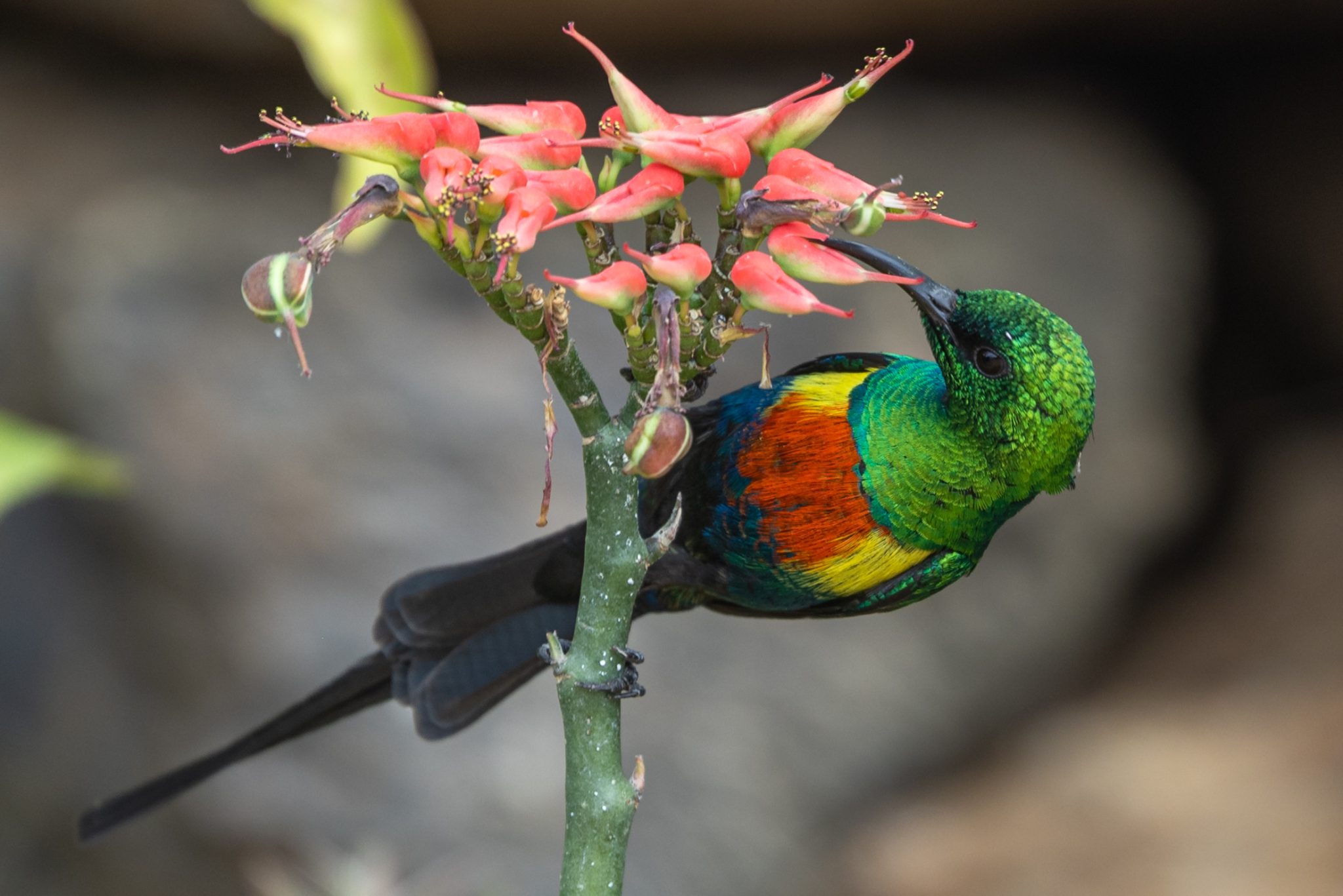 Top 7 Beautiful Birds - 10,000 Birds