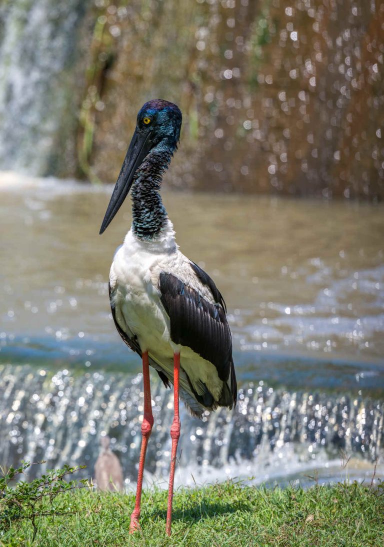 Birding Yala National Park, Sri Lanka - 10,000 Birds