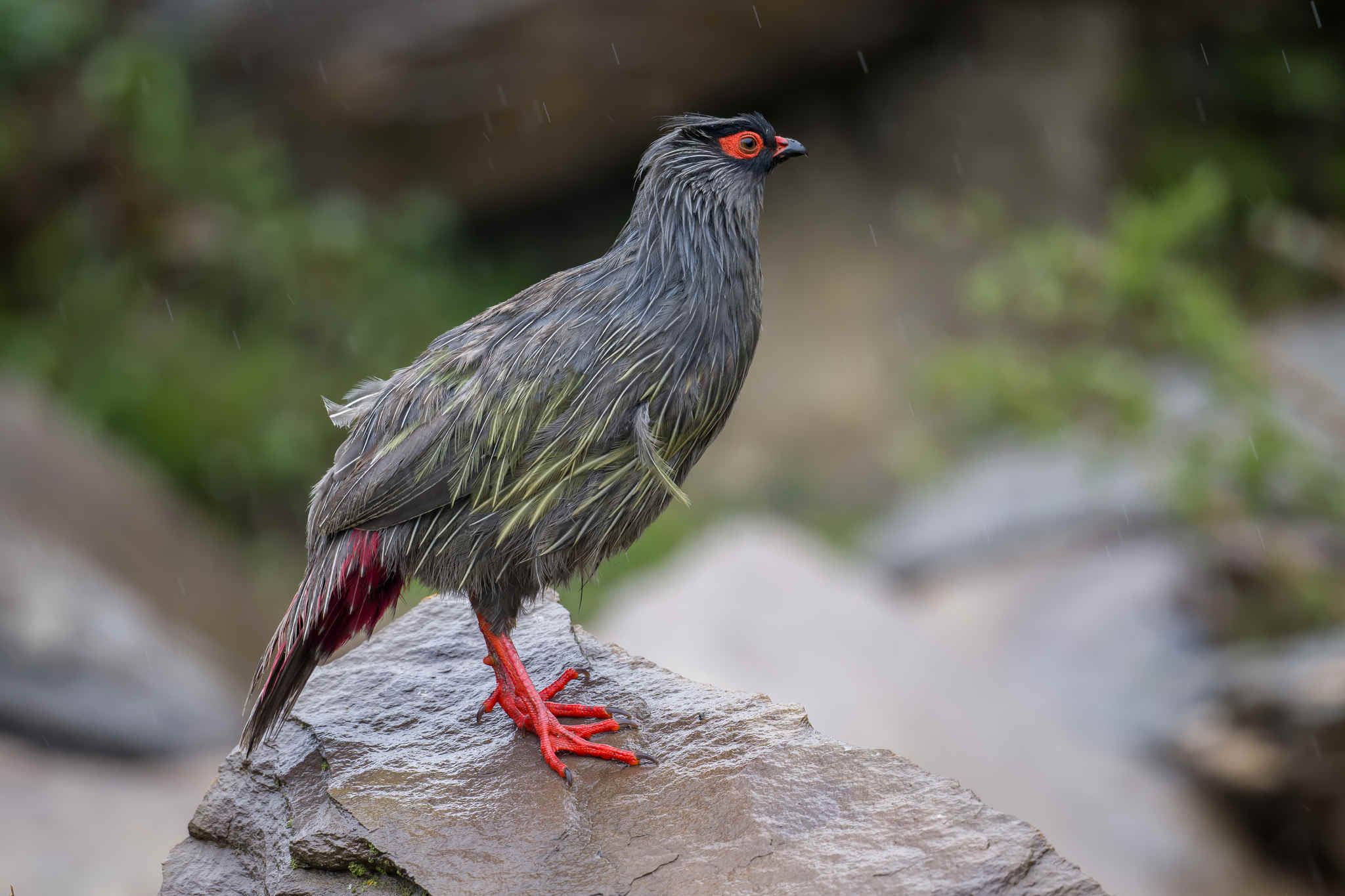 8 Very Frightening Bird Names - 10,000 Birds