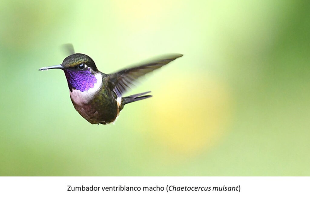 Birding Lodges Of The World: San Felipe Birding, Colombia - 10,000 Birds