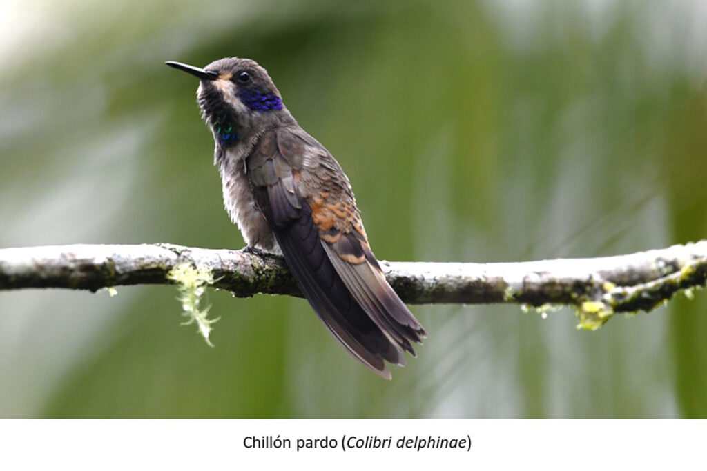 Birding Lodges Of The World: San Felipe Birding, Colombia - 10,000 Birds