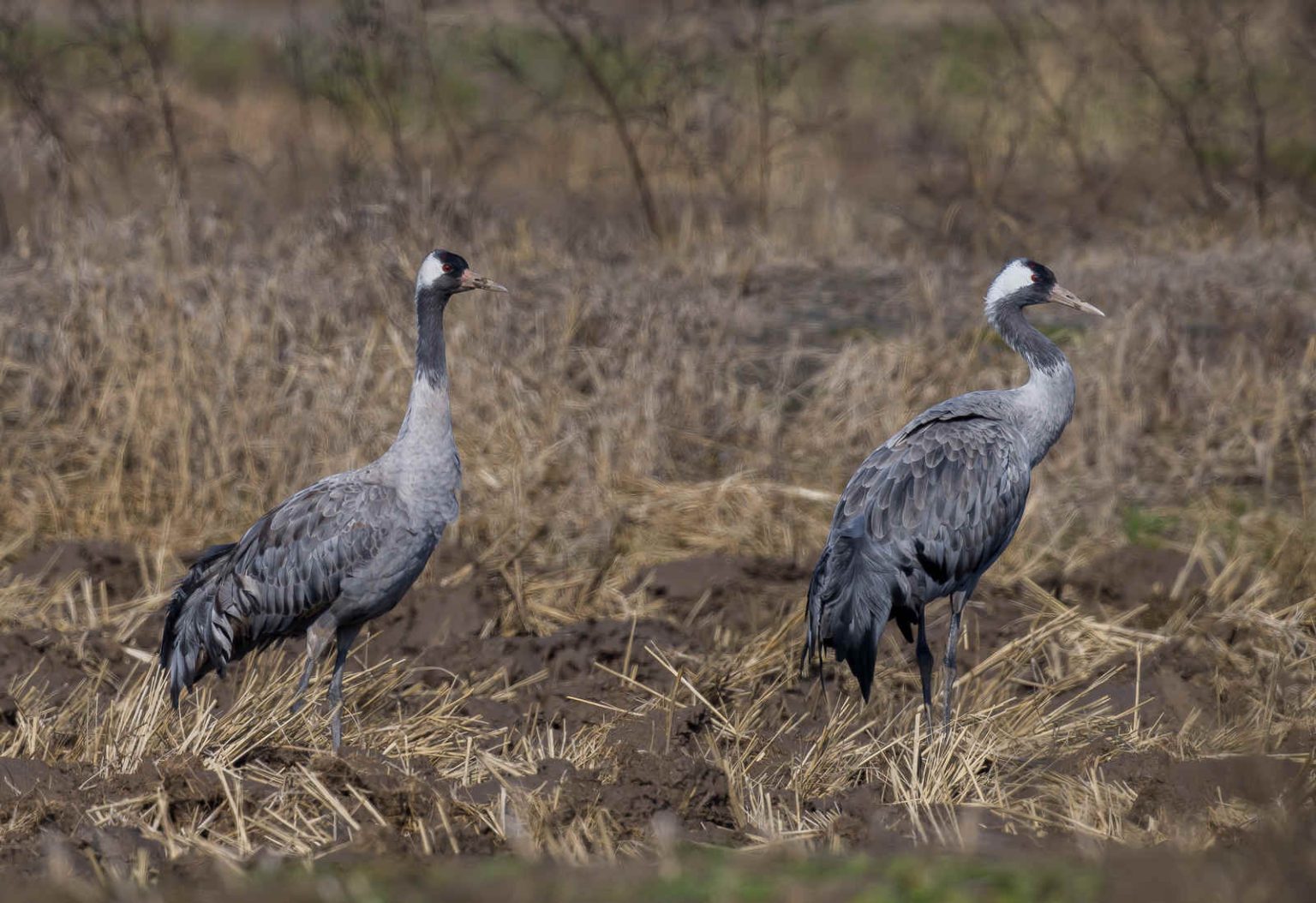 Three Photos: The Beauty Of Most Cranes - 10,000 Birds