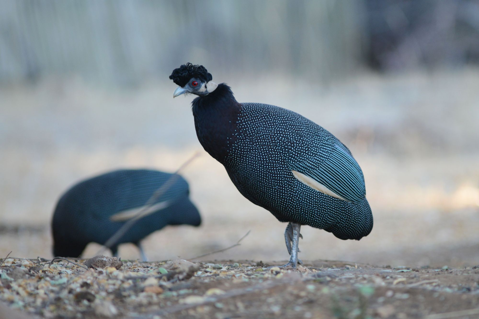 Birding Kruger National Park - Punda Maria - 10,000 Birds