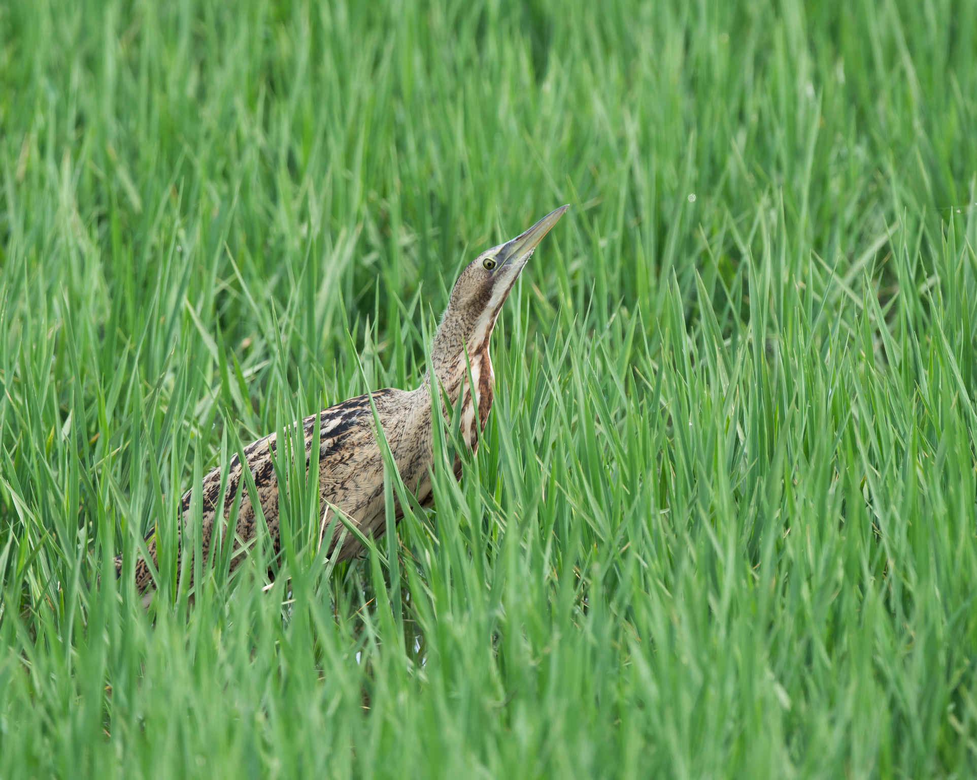 A Bittern Boomed - 10,000 Birds