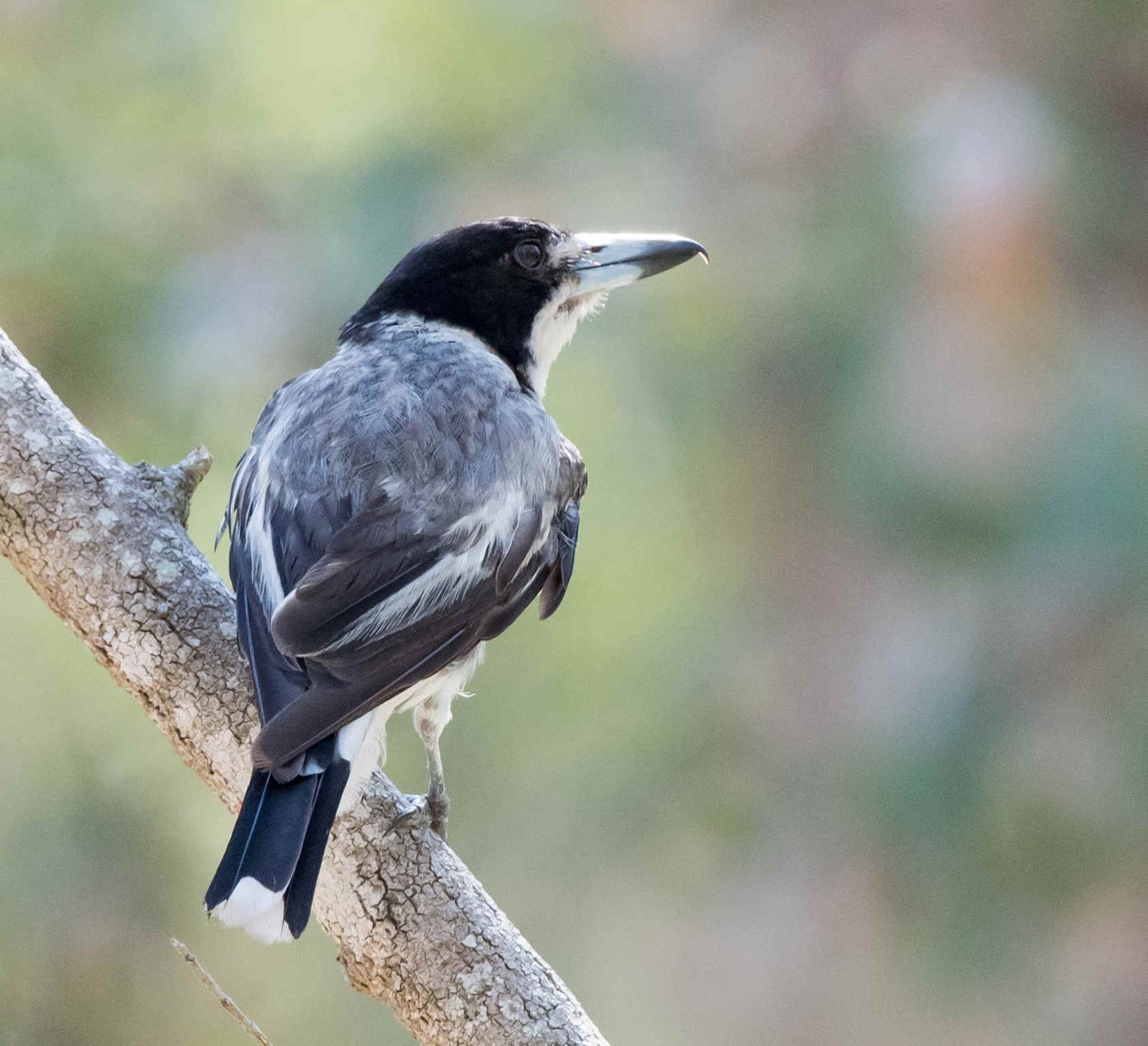 8 Very Frightening Bird Names - 10,000 Birds