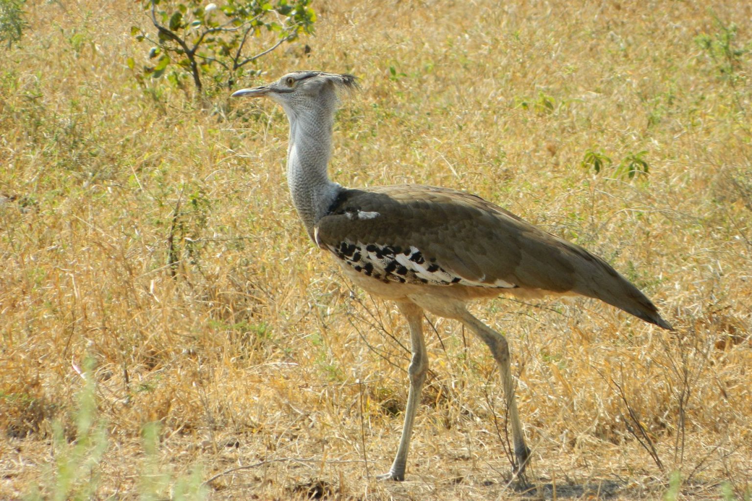 Birding Kruger National Park - Letaba - 10,000 Birds