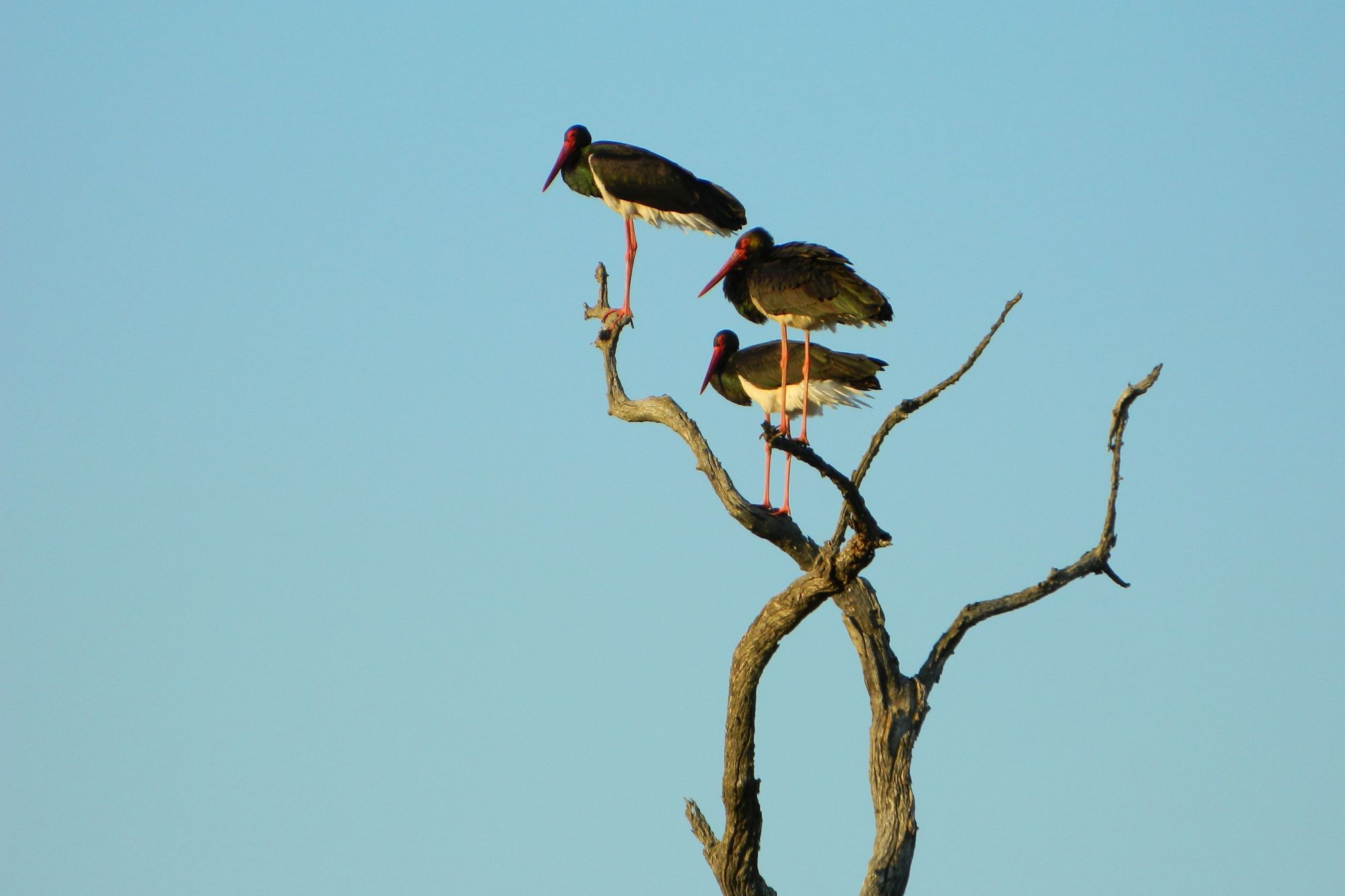 Birding Kruger National Park - Letaba - 10,000 Birds