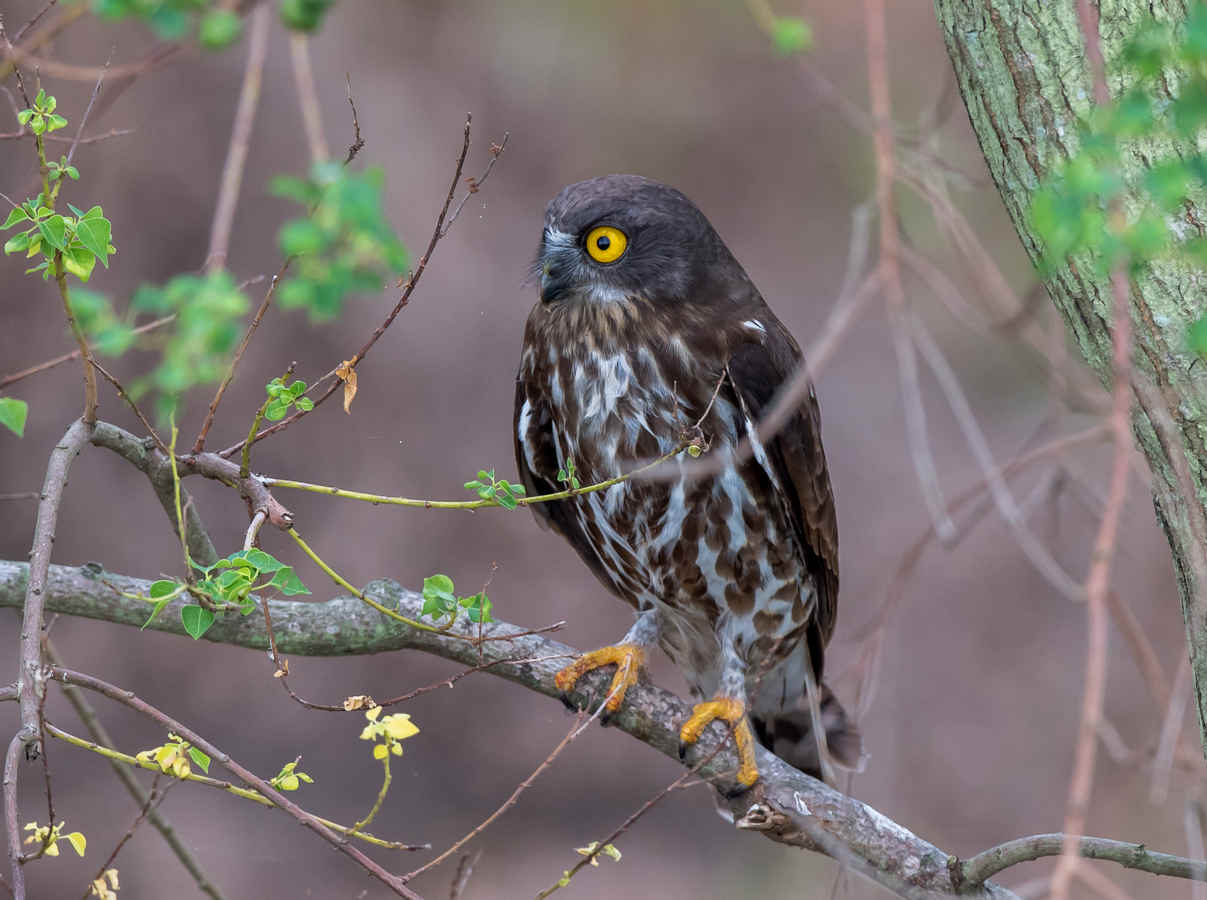 Seven Memorable Birding Experiences Of Our Writers - 10,000 Birds