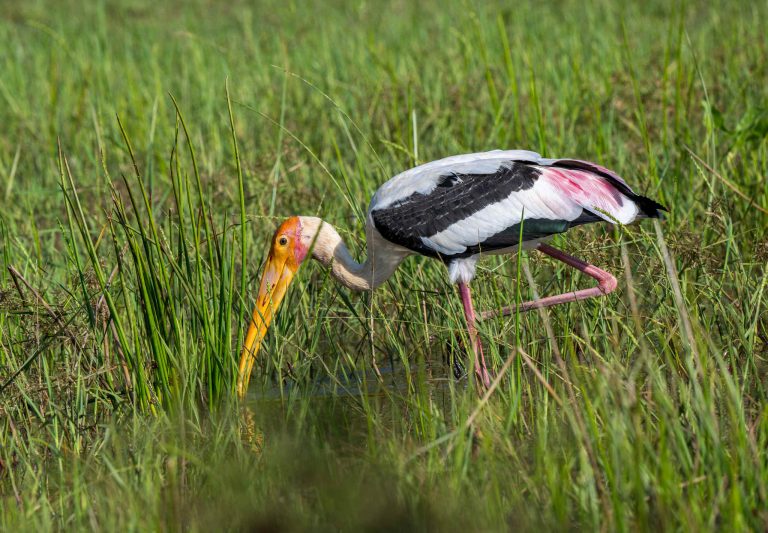Species Spotlight: Painted Stork - 10,000 Birds