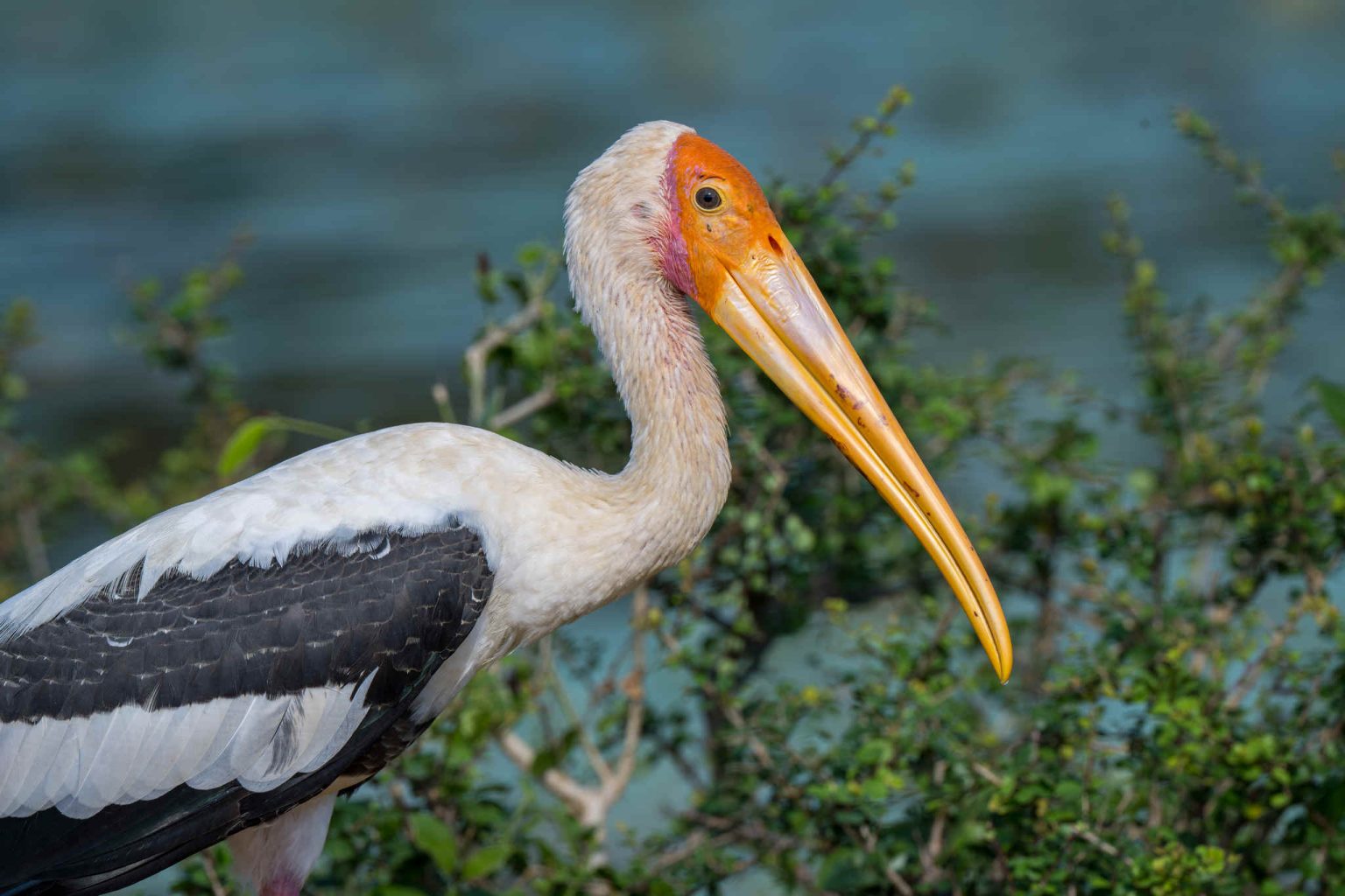Species Spotlight: Painted Stork - 10,000 Birds
