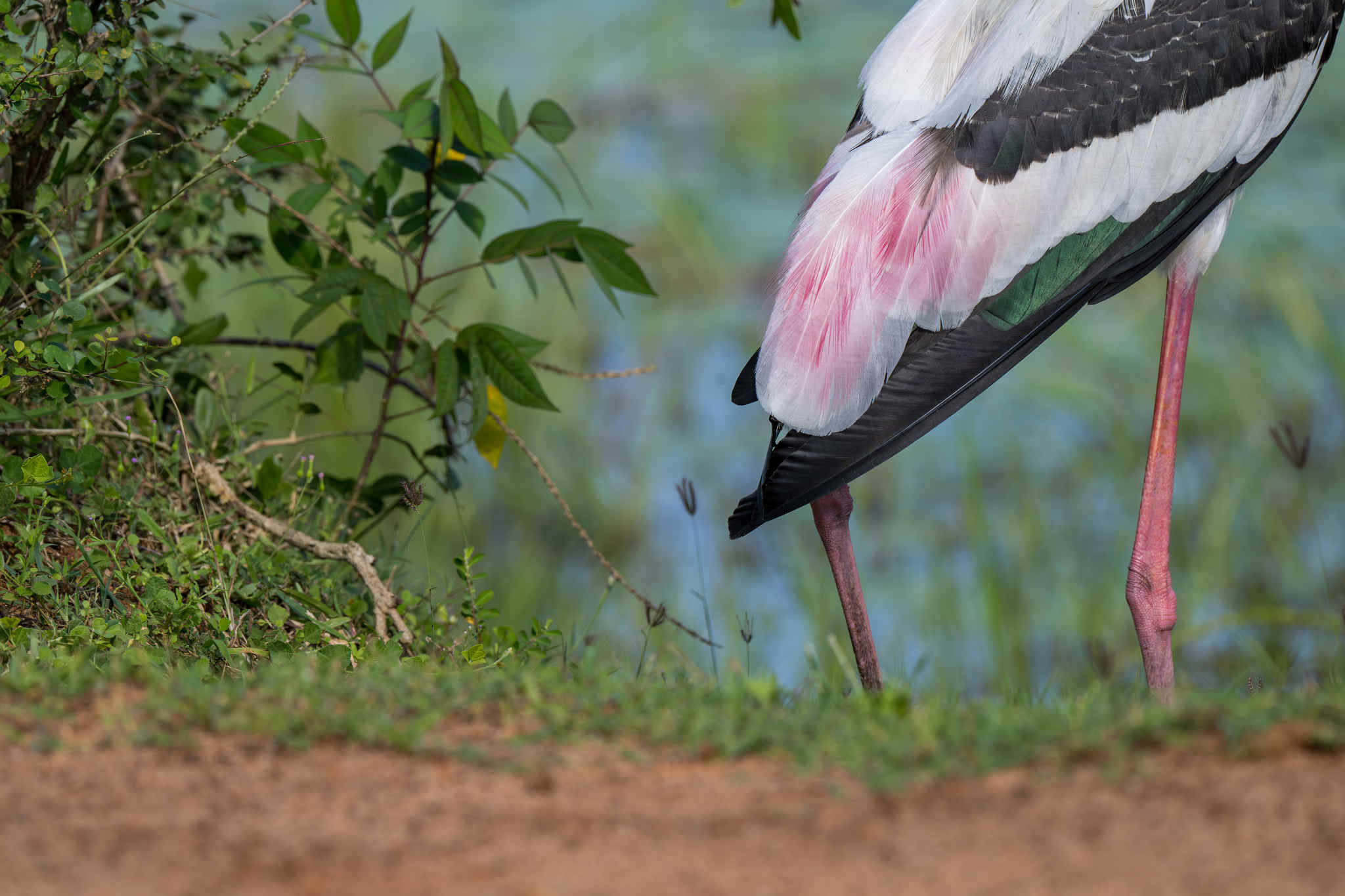 Species Spotlight: Painted Stork - 10,000 Birds