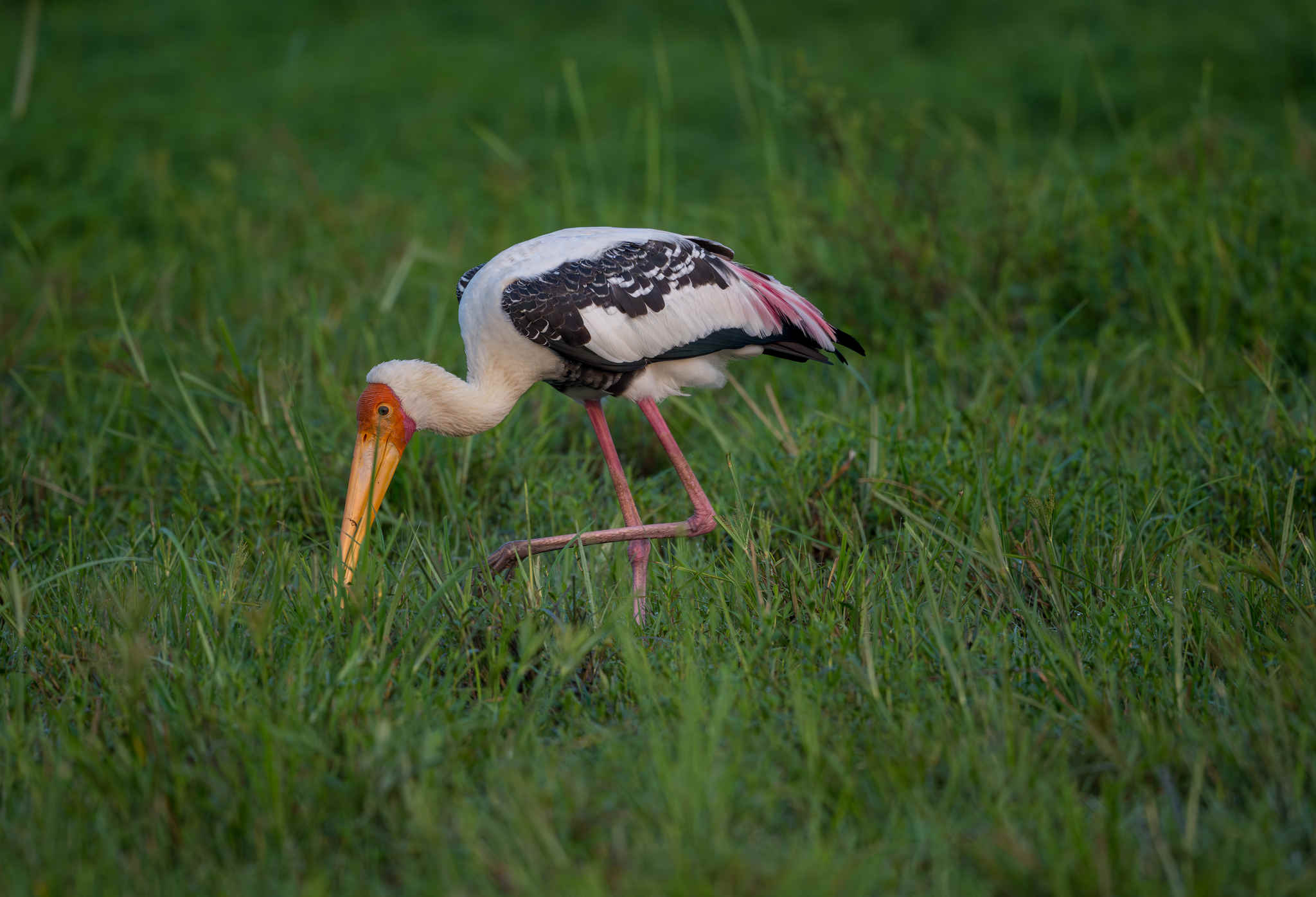 Species Spotlight: Painted Stork - 10,000 Birds