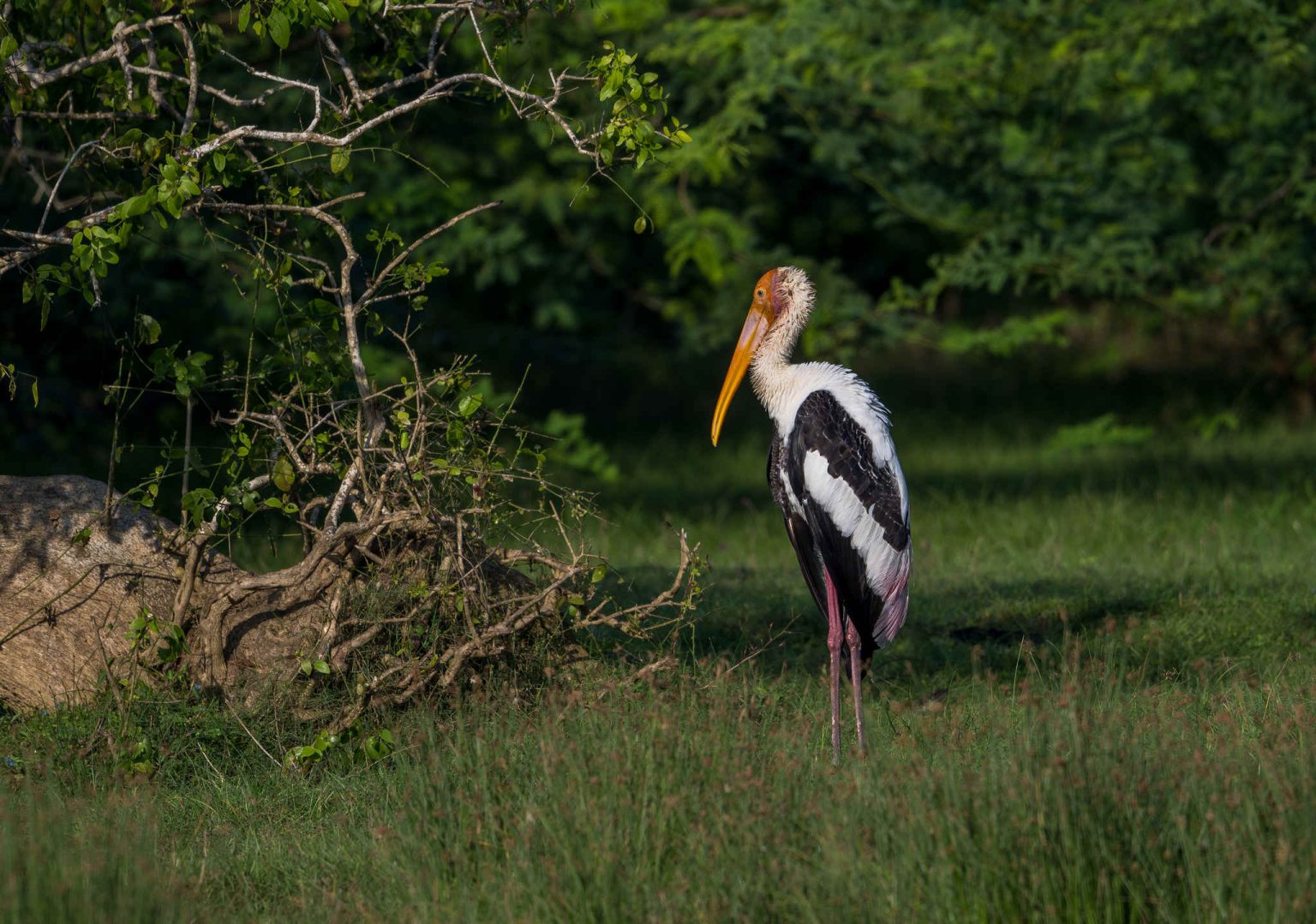 Species Spotlight: Painted Stork - 10,000 Birds