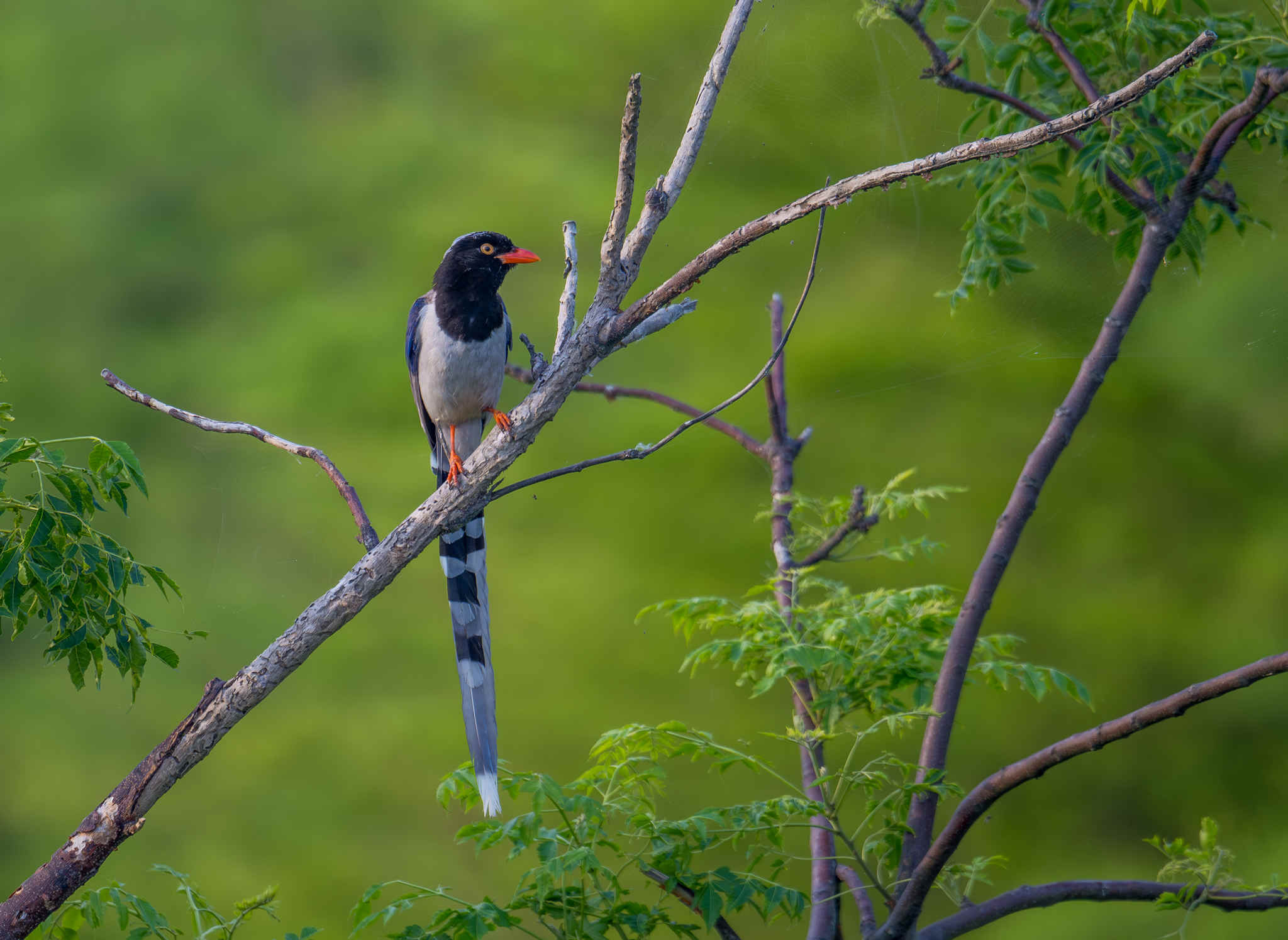 Species Spotlight: Red-billed Blue Magpie - 10,000 Birds