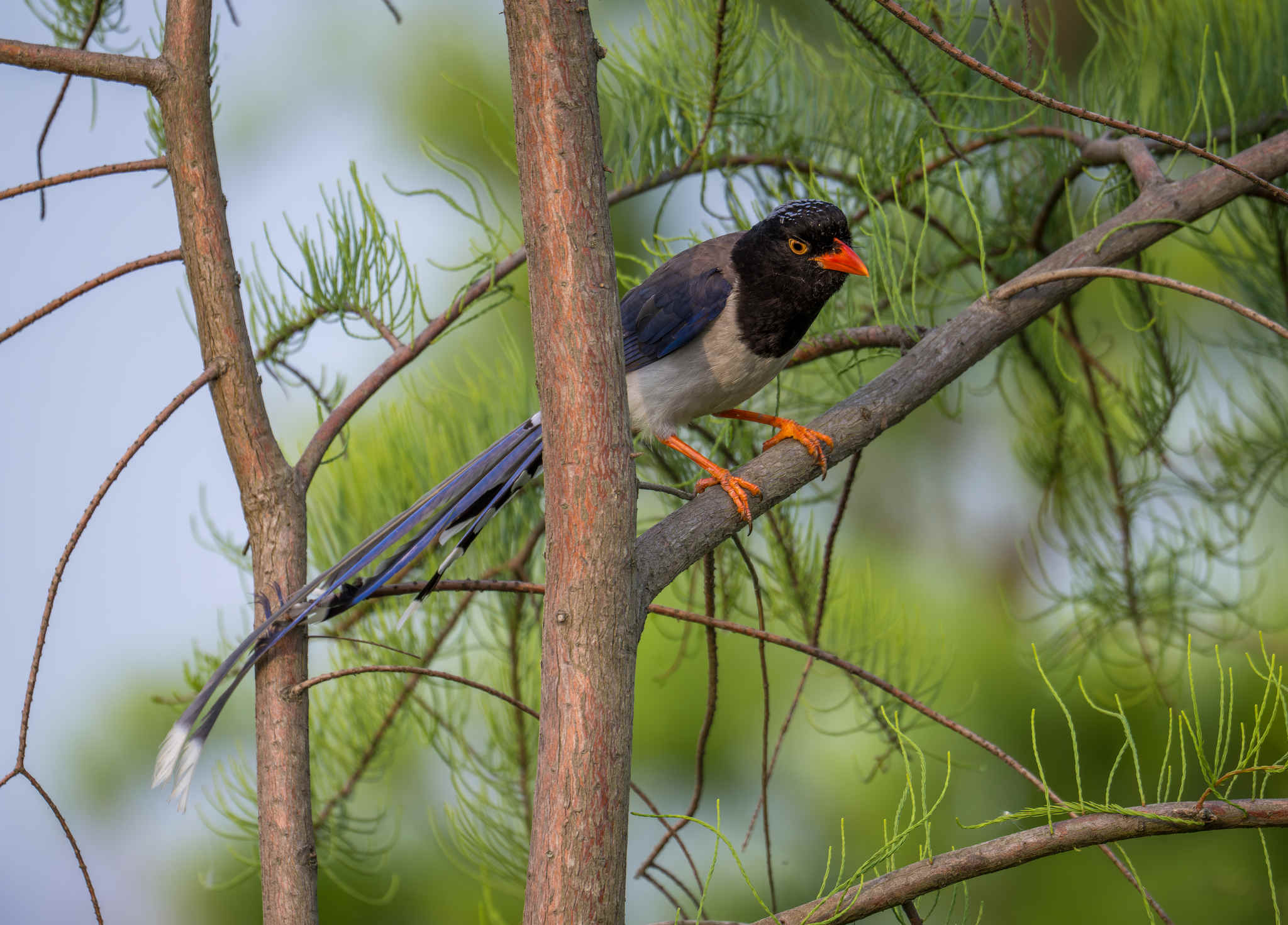 Species Spotlight: Red-billed Blue Magpie - 10,000 Birds
