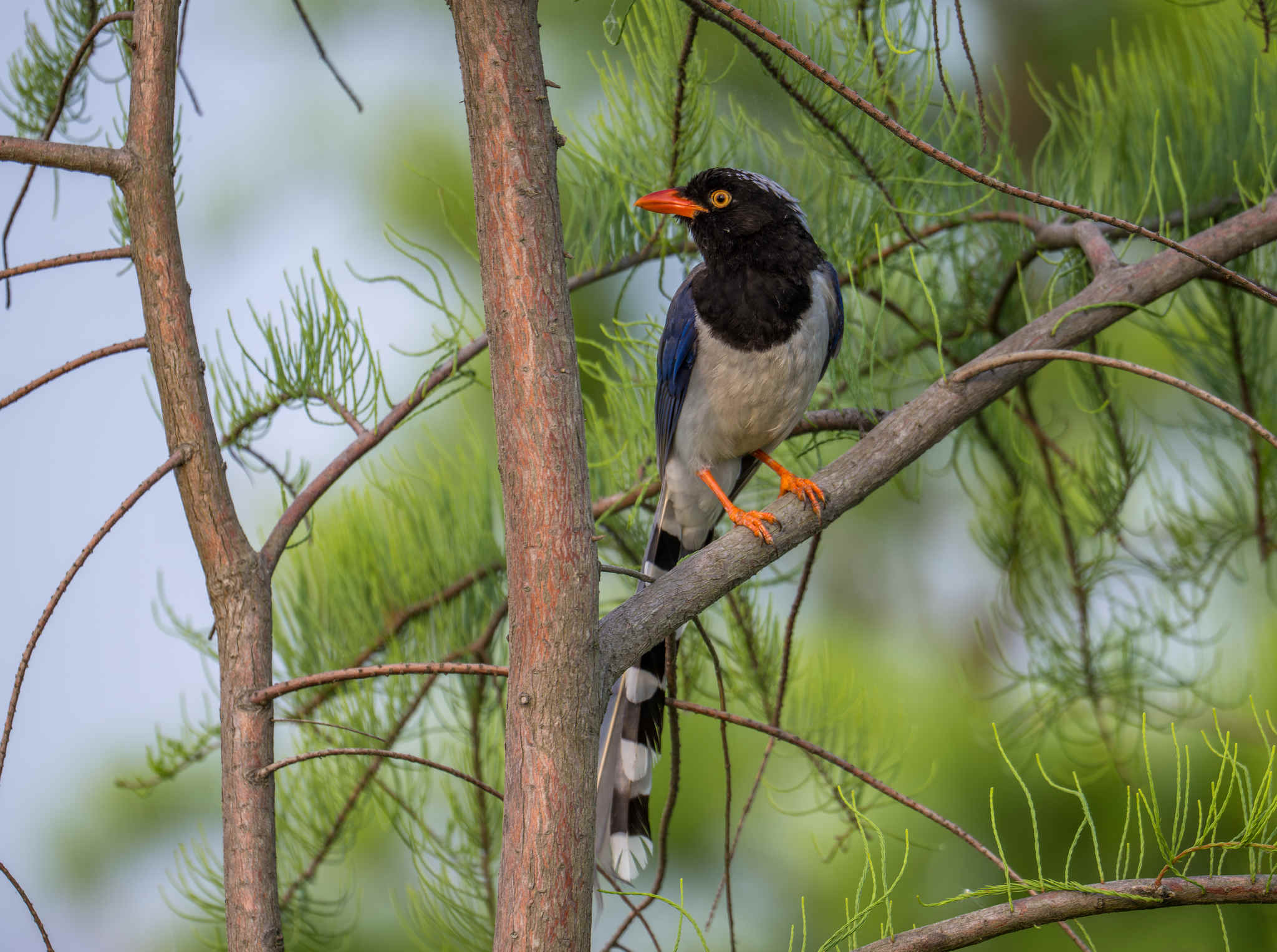 Species Spotlight: Red-billed Blue Magpie - 10,000 Birds