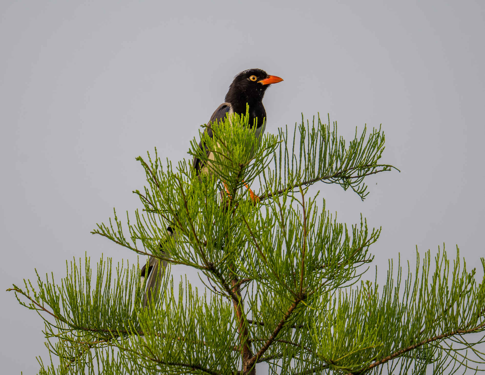Species Spotlight: Red-billed Blue Magpie - 10,000 Birds