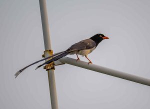 Species Spotlight: Red-billed Blue Magpie - 10,000 Birds